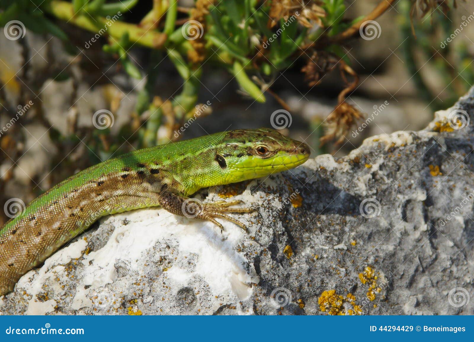 Sand lizard stock image. Image of stone, sand, male, green - 44294429