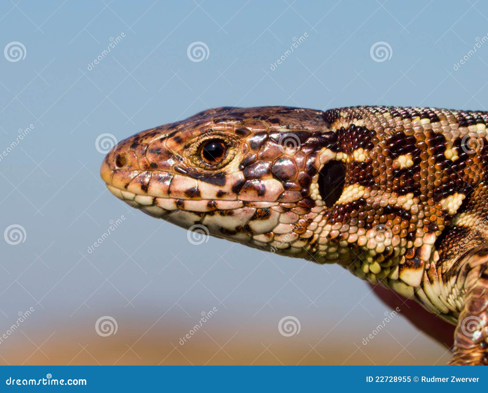 Sand lizard head stock image. Image of nature, camouflage - 22728955