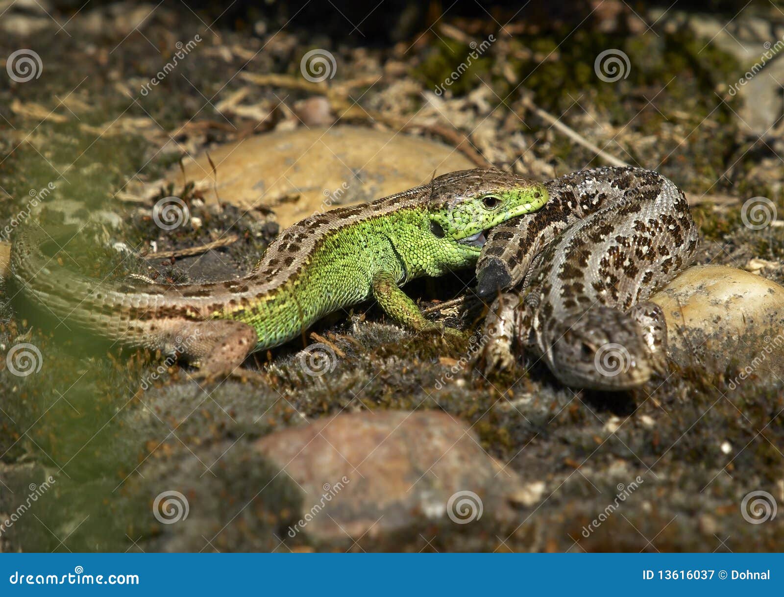 Sand Lizard (Lacerta Agilis) Stock Image - Image of foreplay, mating ...