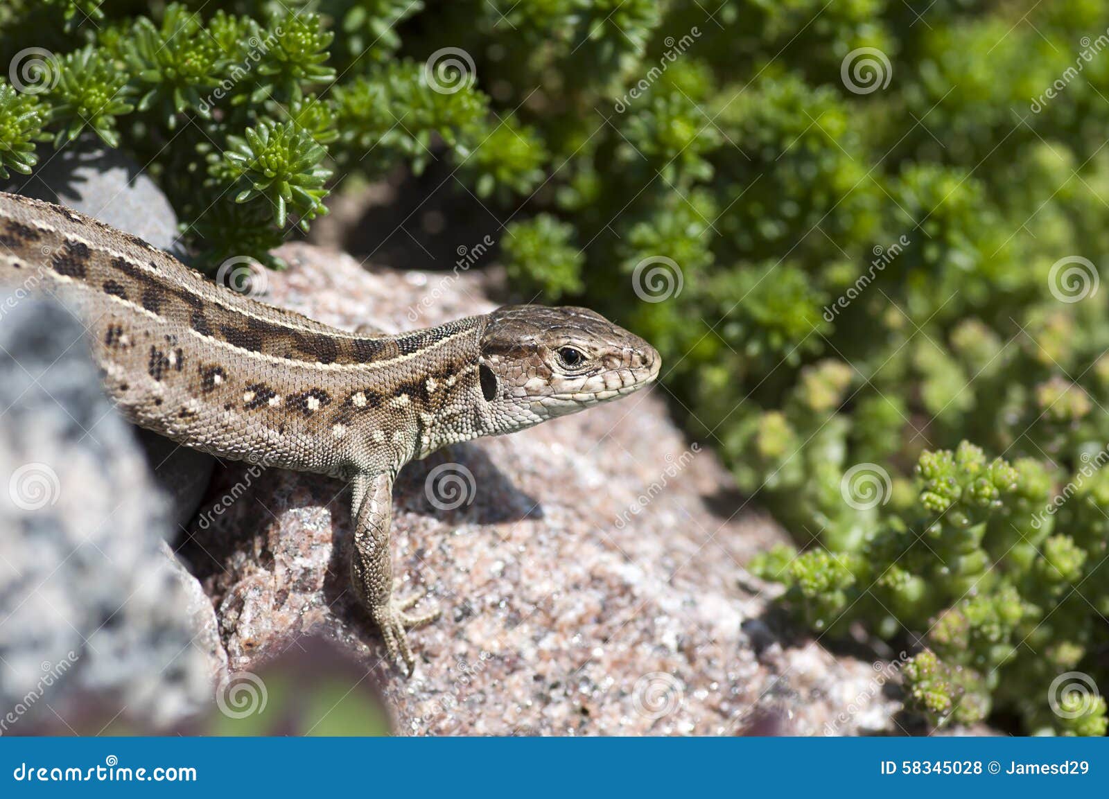 Sand Lizard (Lacerta Agilis) Female Stock Photo - Image of scales ...