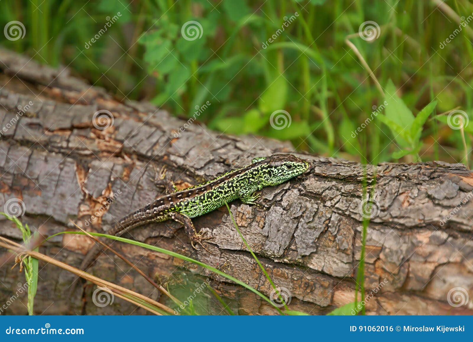 Sand Lizard Lacerta Agilis, Male in Mating Colors Stock Photo - Image ...