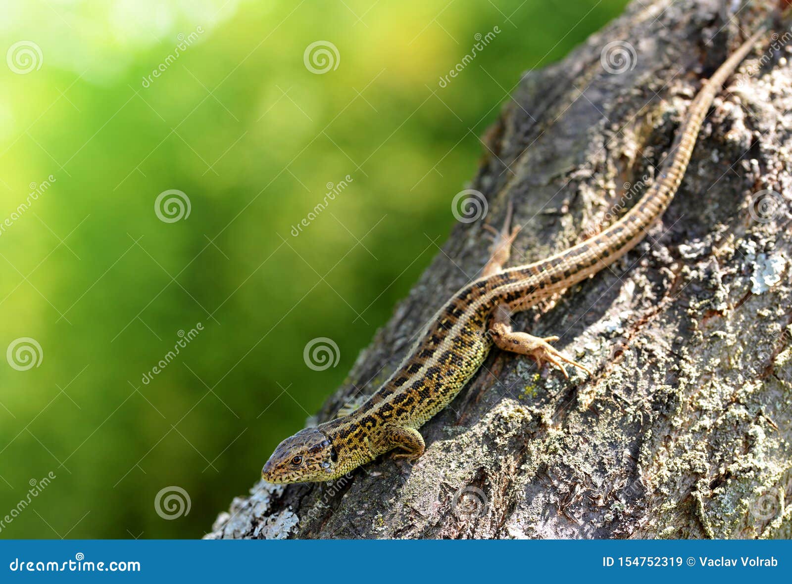 Sand Lizard Eats Earthworms Stock Photography | CartoonDealer.com #57108968
