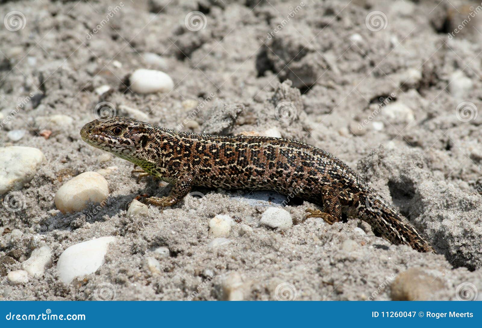 Sand Lizard Looking Surprised when he Saw the Stock Image - Image of ...