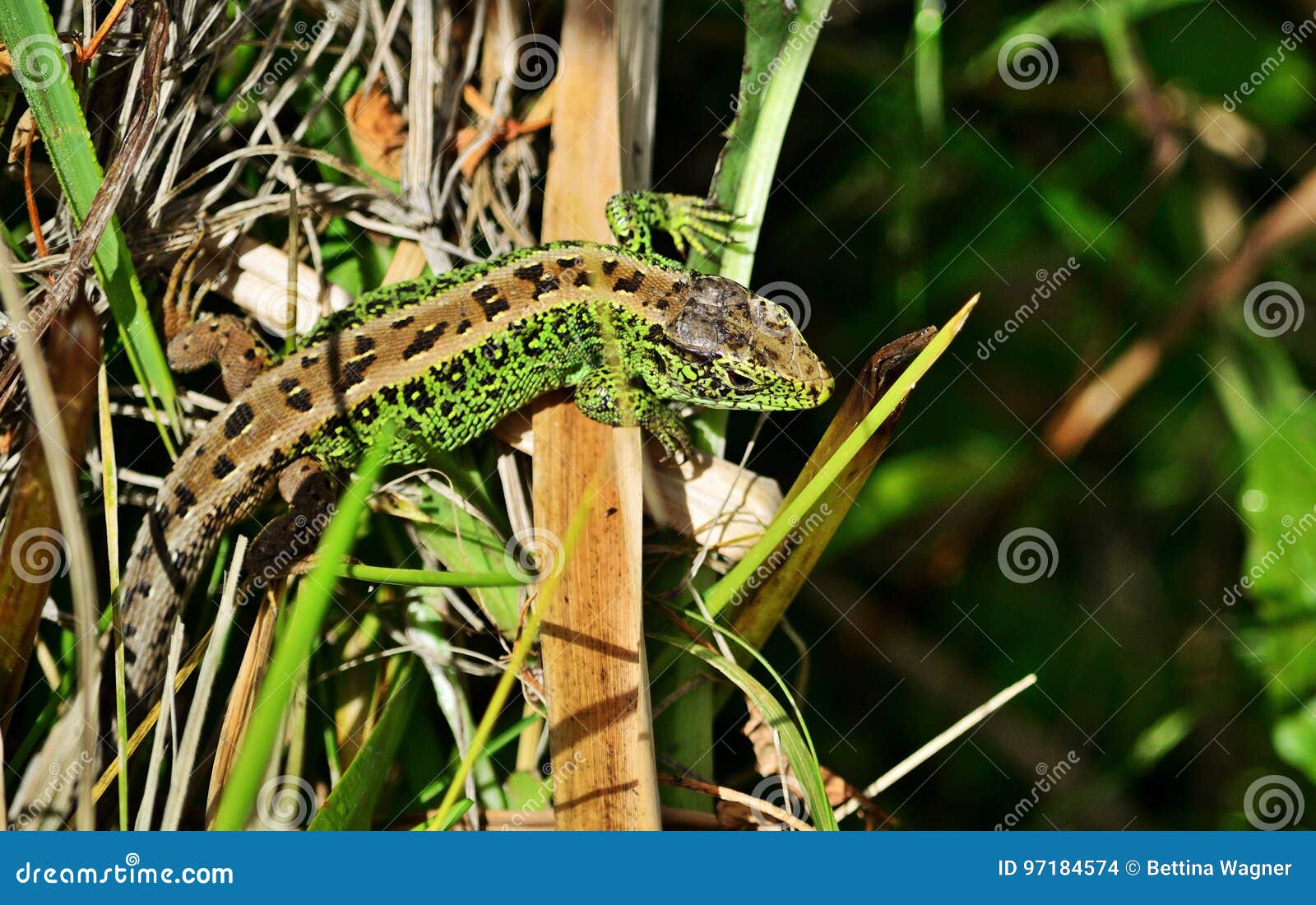 Sand lizard, male stock photo. Image of climb, nature - 97184574
