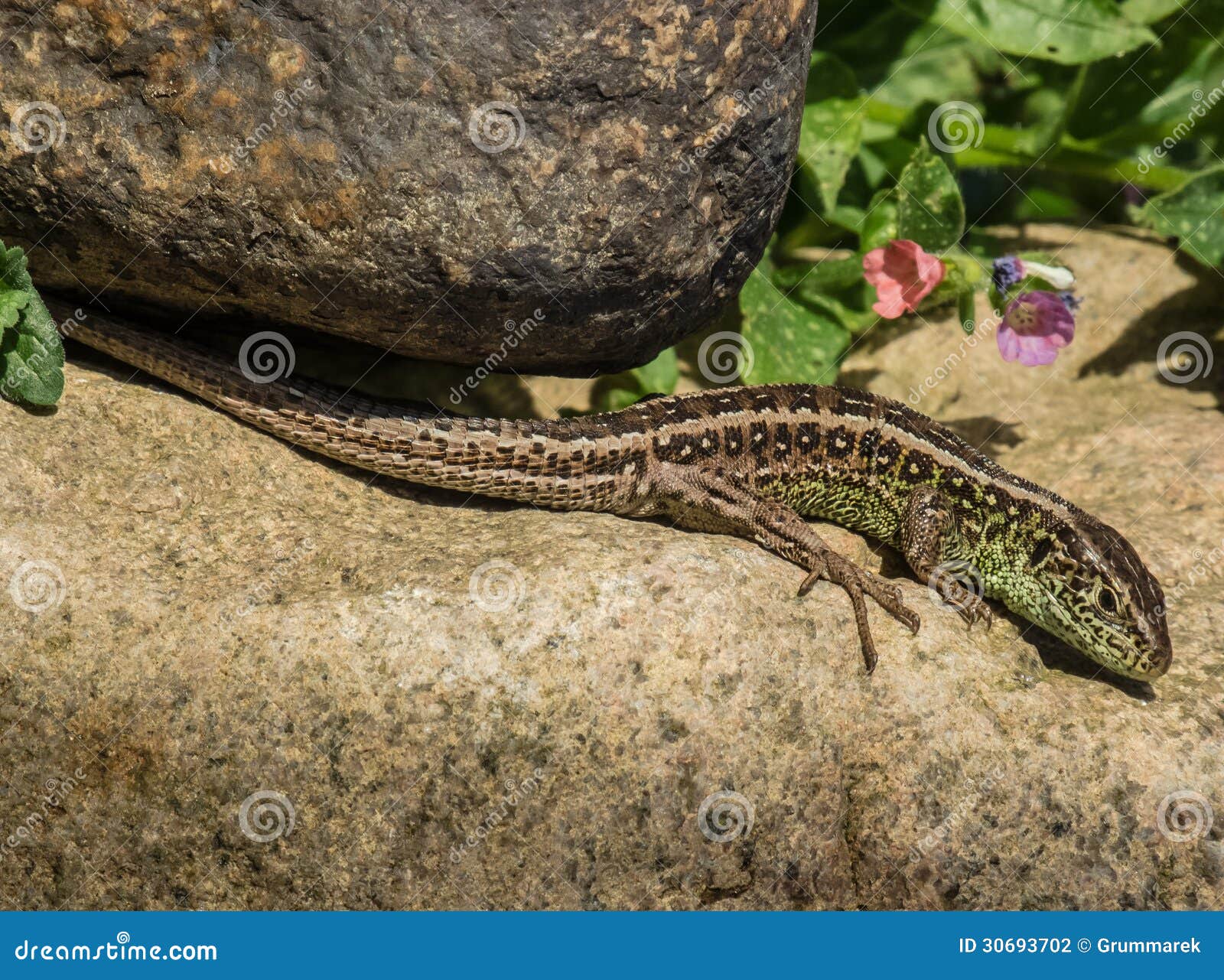 Sand Lizard stock photo. Image of lonely, blade, reptile - 30693702