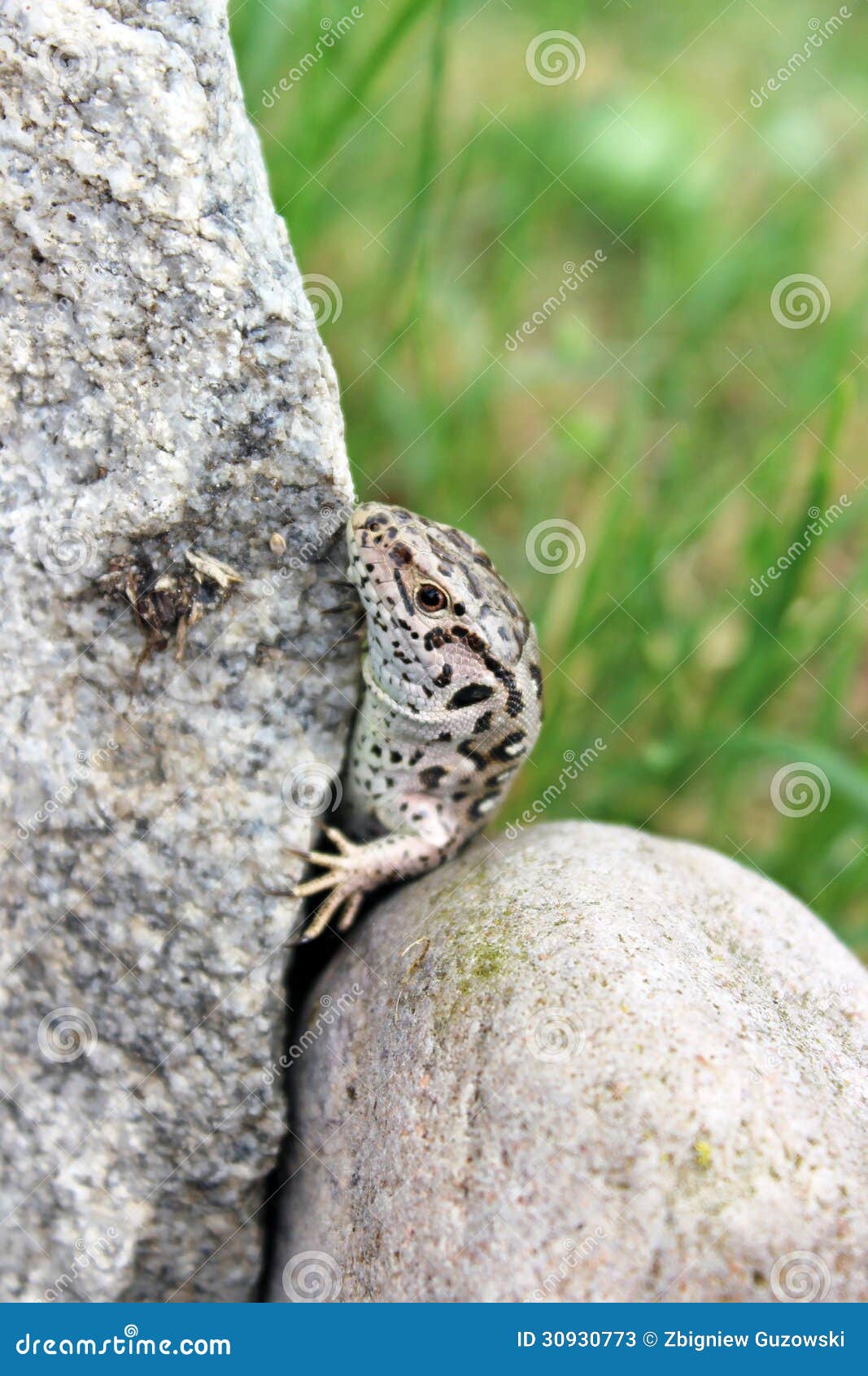 A Sand Lizard in the Nature Stock Image - Image of reptile, nature ...