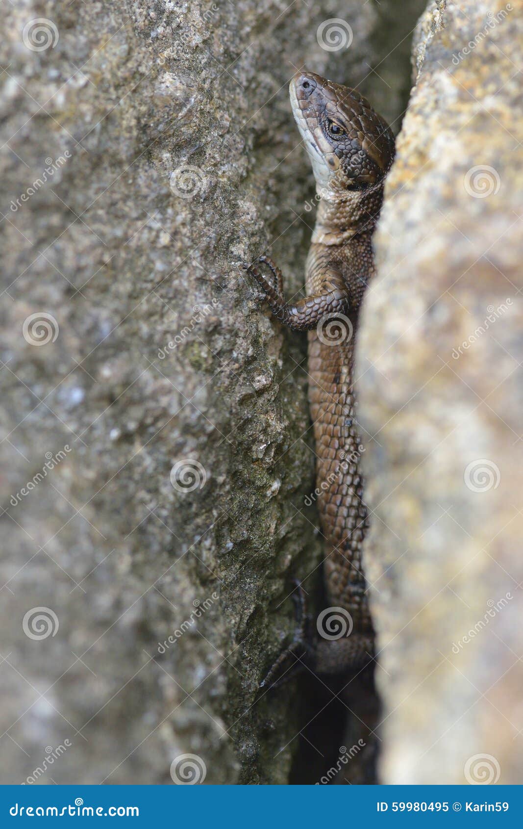 Sand lizard stock image. Image of stones, adult, sand - 59980495