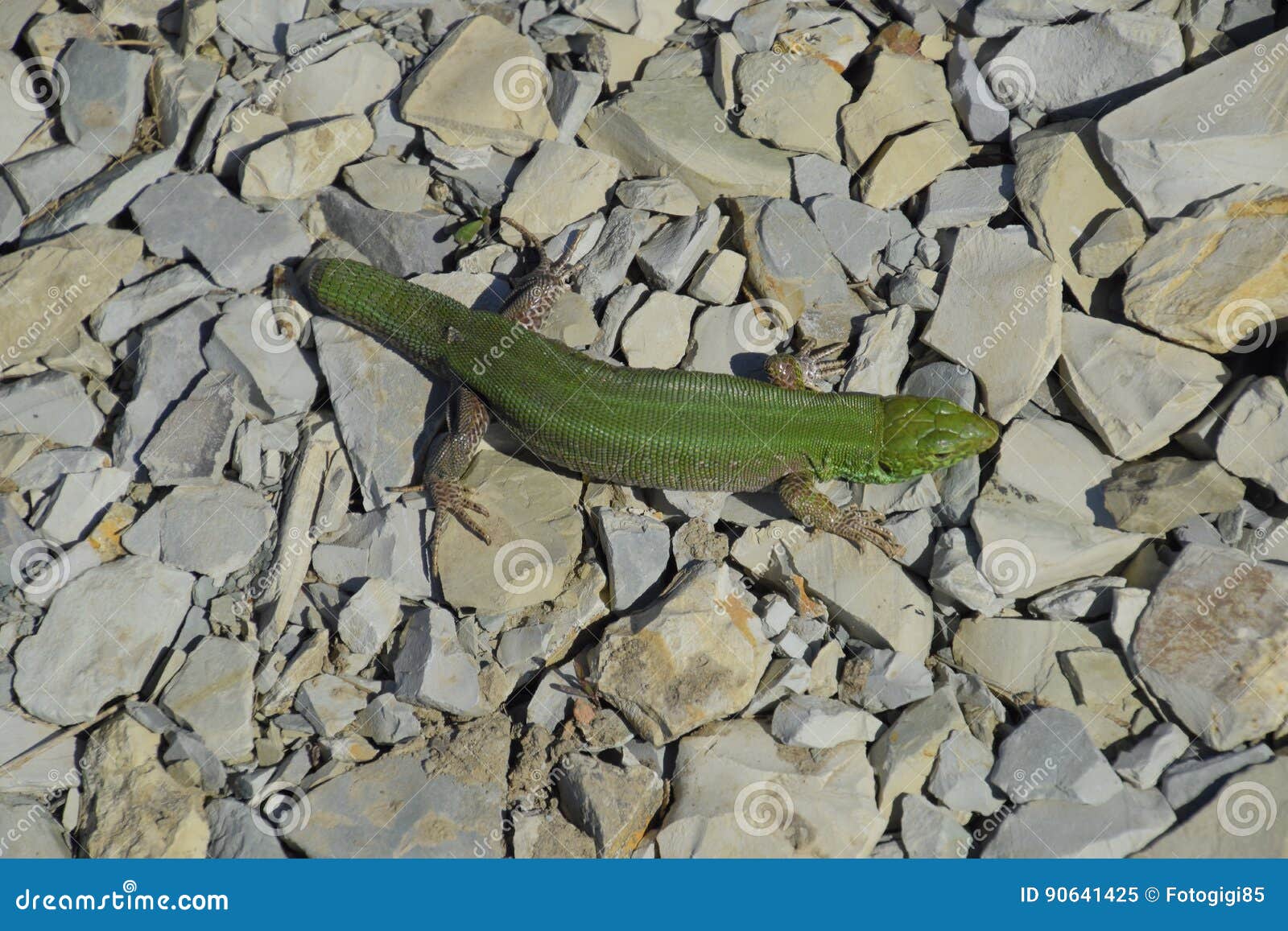 Sand Lizard. an Ordinary Quick Green Lizard. Lizard on the Rubble. Sand ...