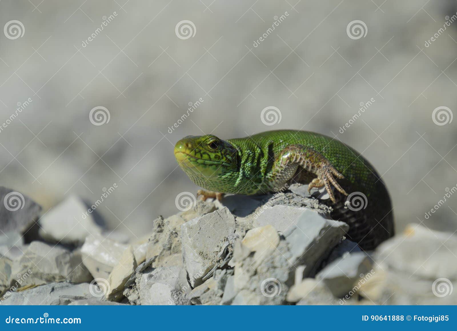 Sand Lizard. an Ordinary Quick Green Lizard. Lizard on the Rubble. Sand ...