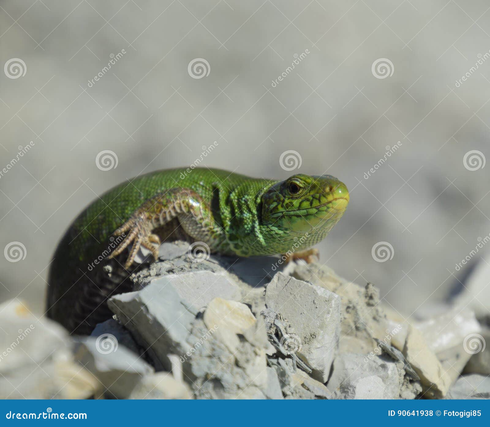 Sand Lizard. an Ordinary Quick Green Lizard. Lizard on the Rubble. Sand ...