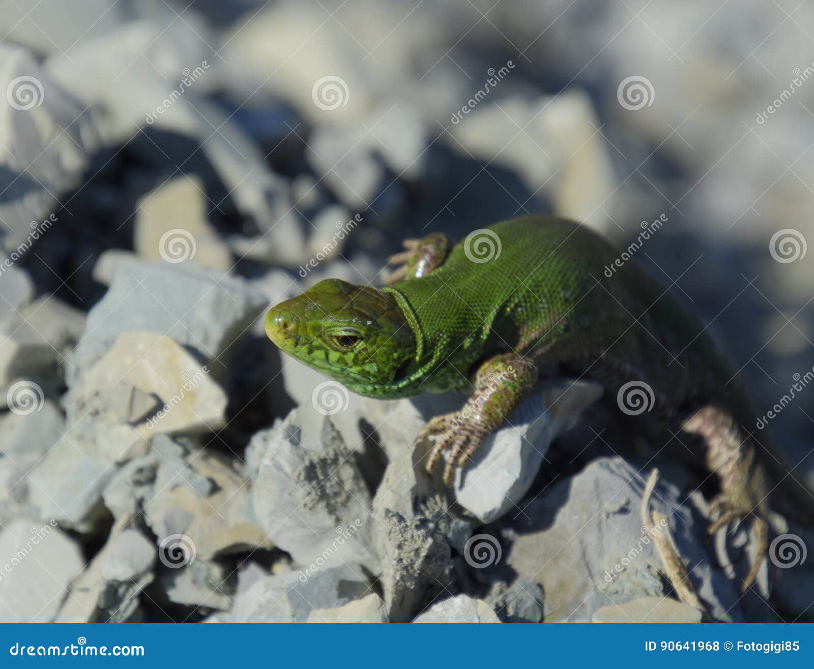 Sand Lizard. an Ordinary Quick Green Lizard. Lizard on the Rubble. Sand ...