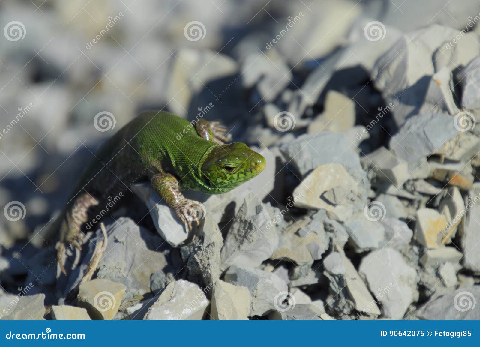 Sand Lizard. an Ordinary Quick Green Lizard. Lizard on the Rubble. Sand ...