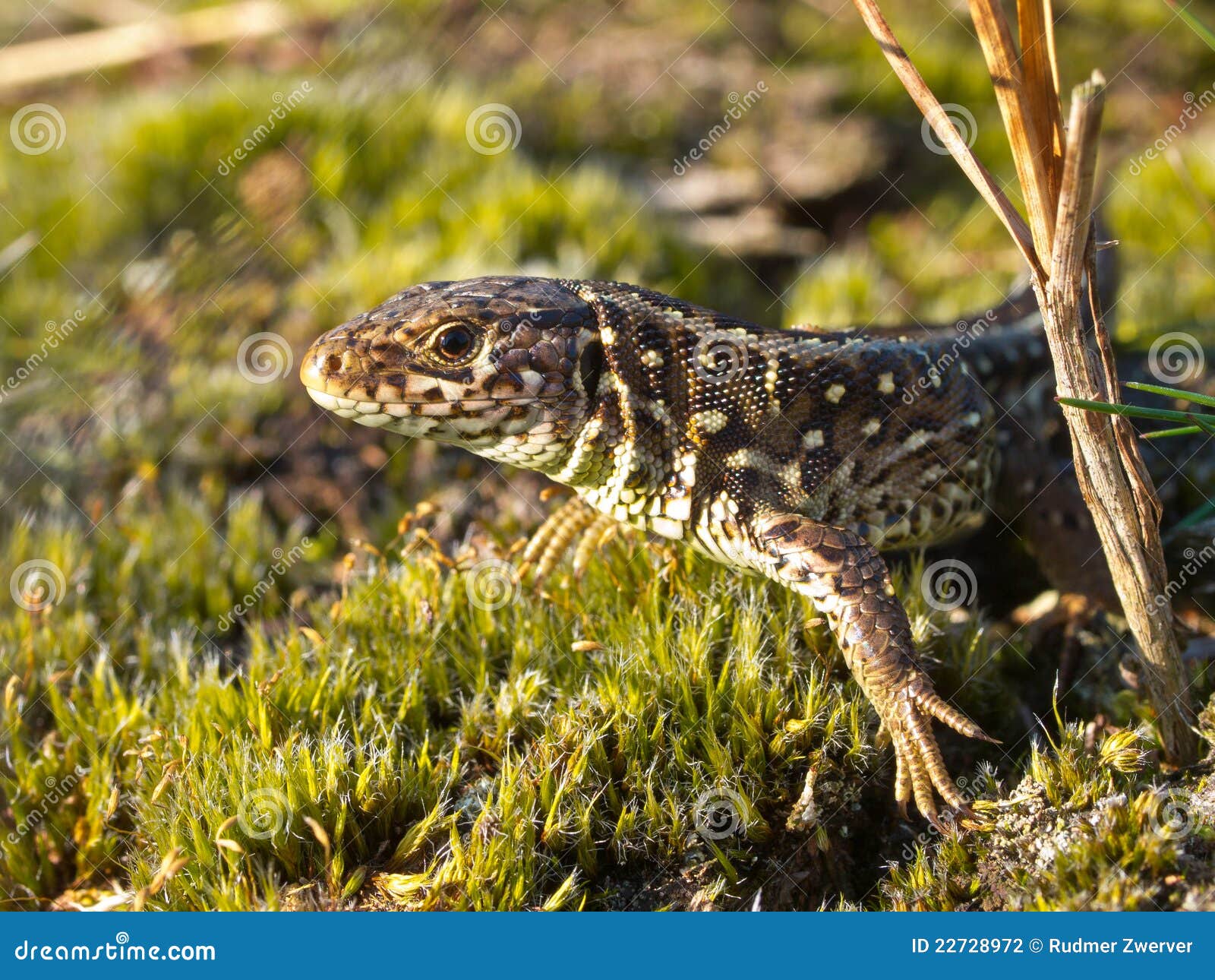 Sand lizard portrait stock photo. Image of morning, agilis - 22728972