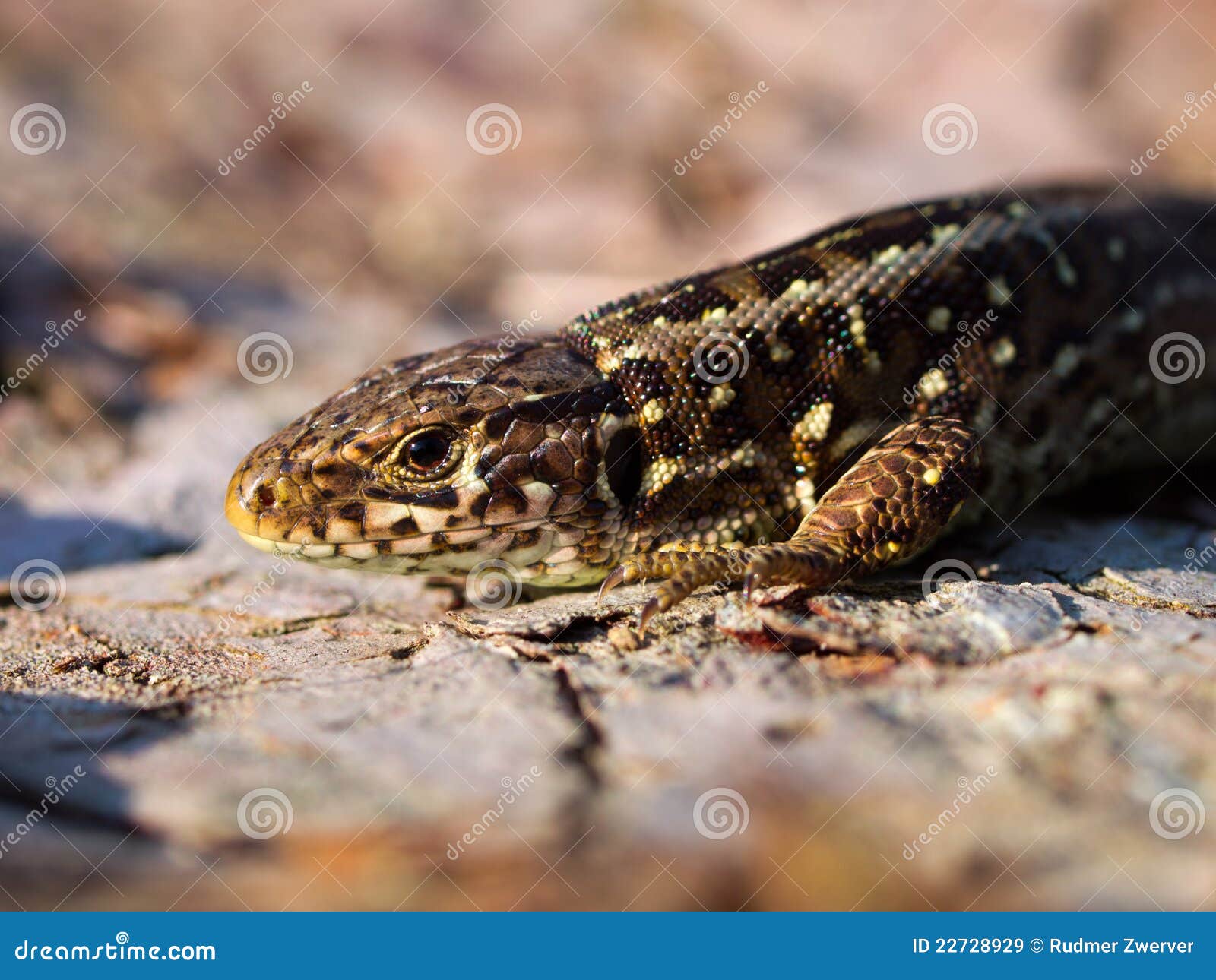 Sand lizard portrait side stock image. Image of reptiel - 22728929