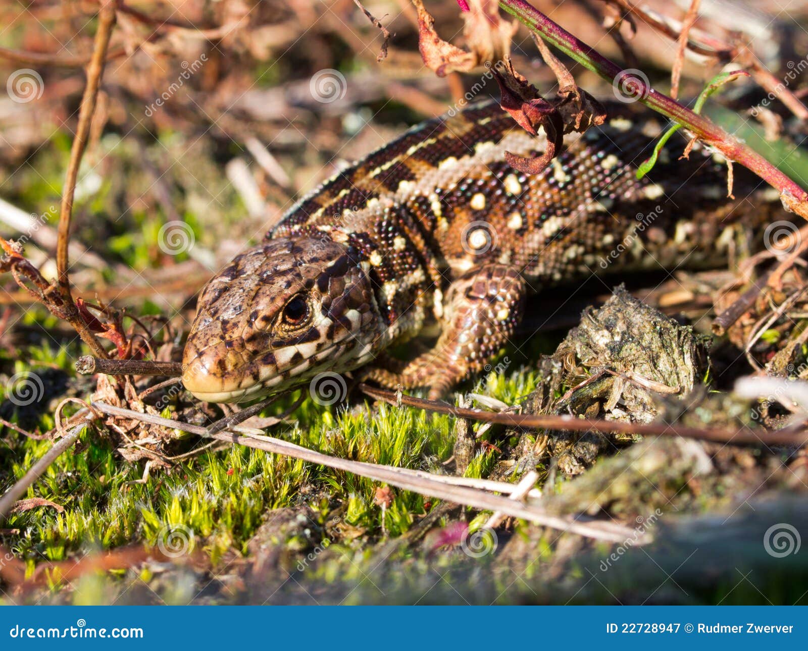 Sand lizard portrait up stock image. Image of reptiel - 22728947