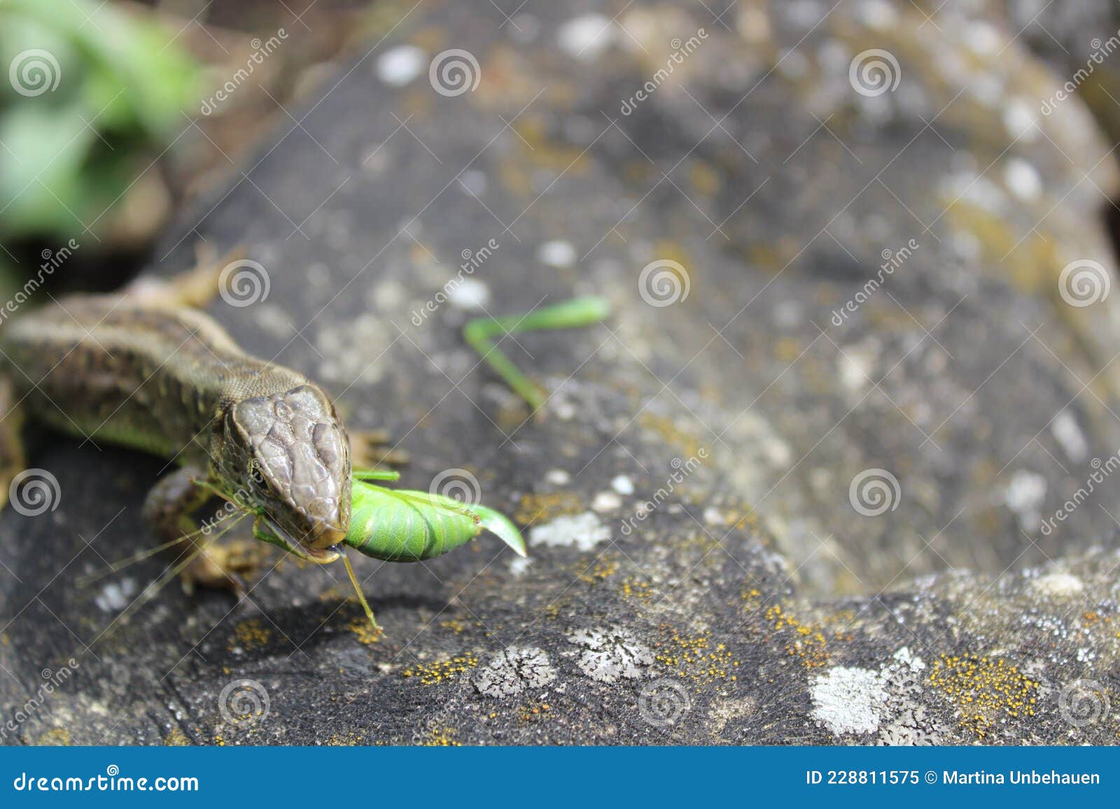 Sand lizard with a prey stock image. Image of lacerta - 228811575