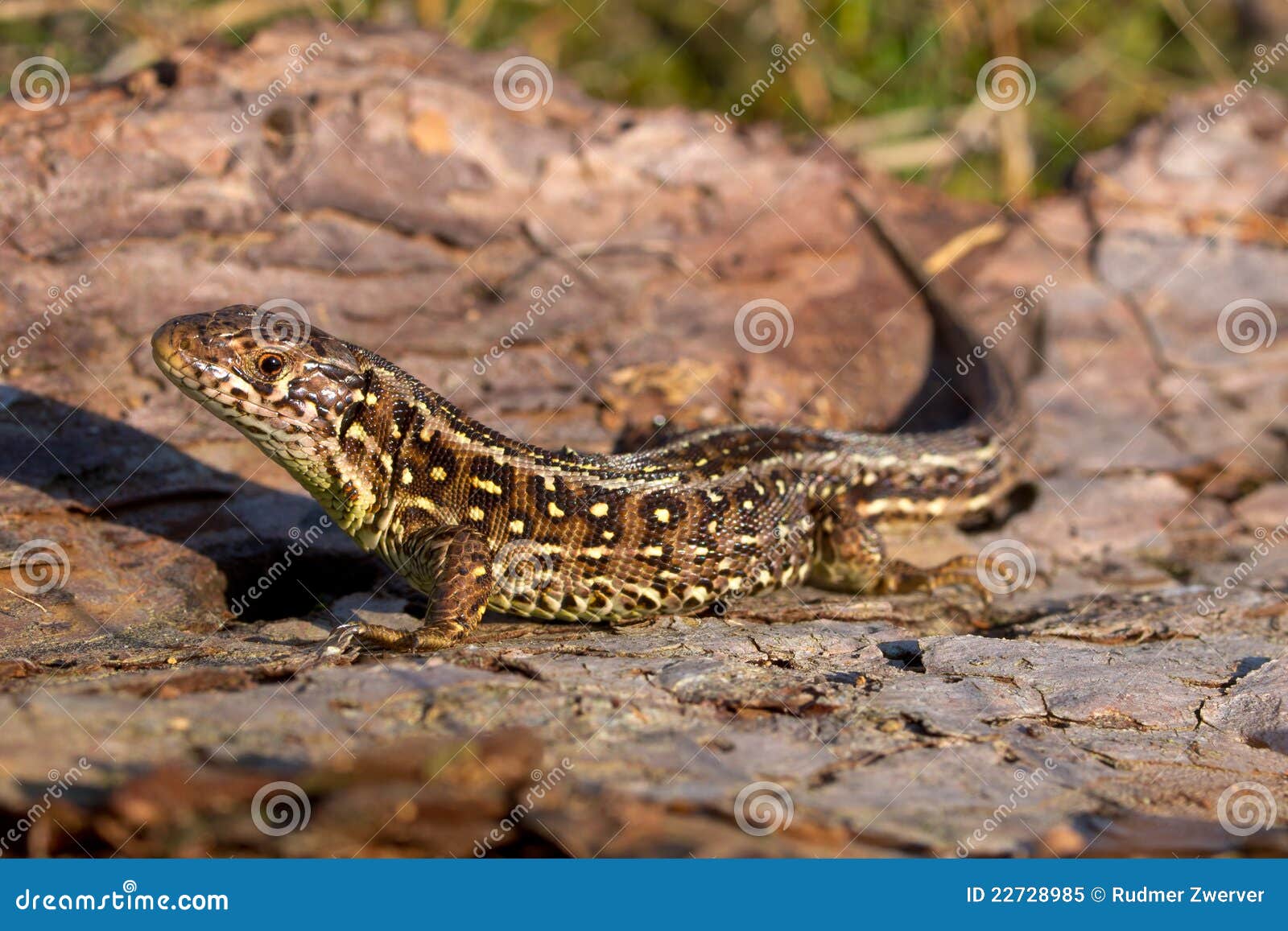 Sand lizard side view stock image. Image of agilis, resting - 22728985