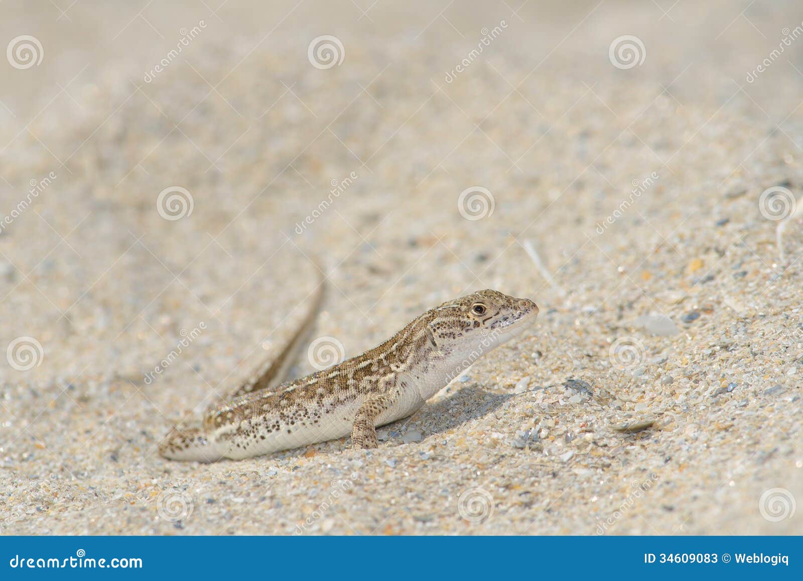 Sand lizard side view stock image. Image of hagedis, camouflage - 34609083