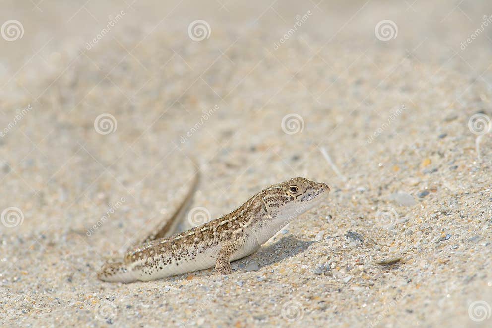 Sand lizard side view stock image. Image of hagedis, camouflage - 34609083