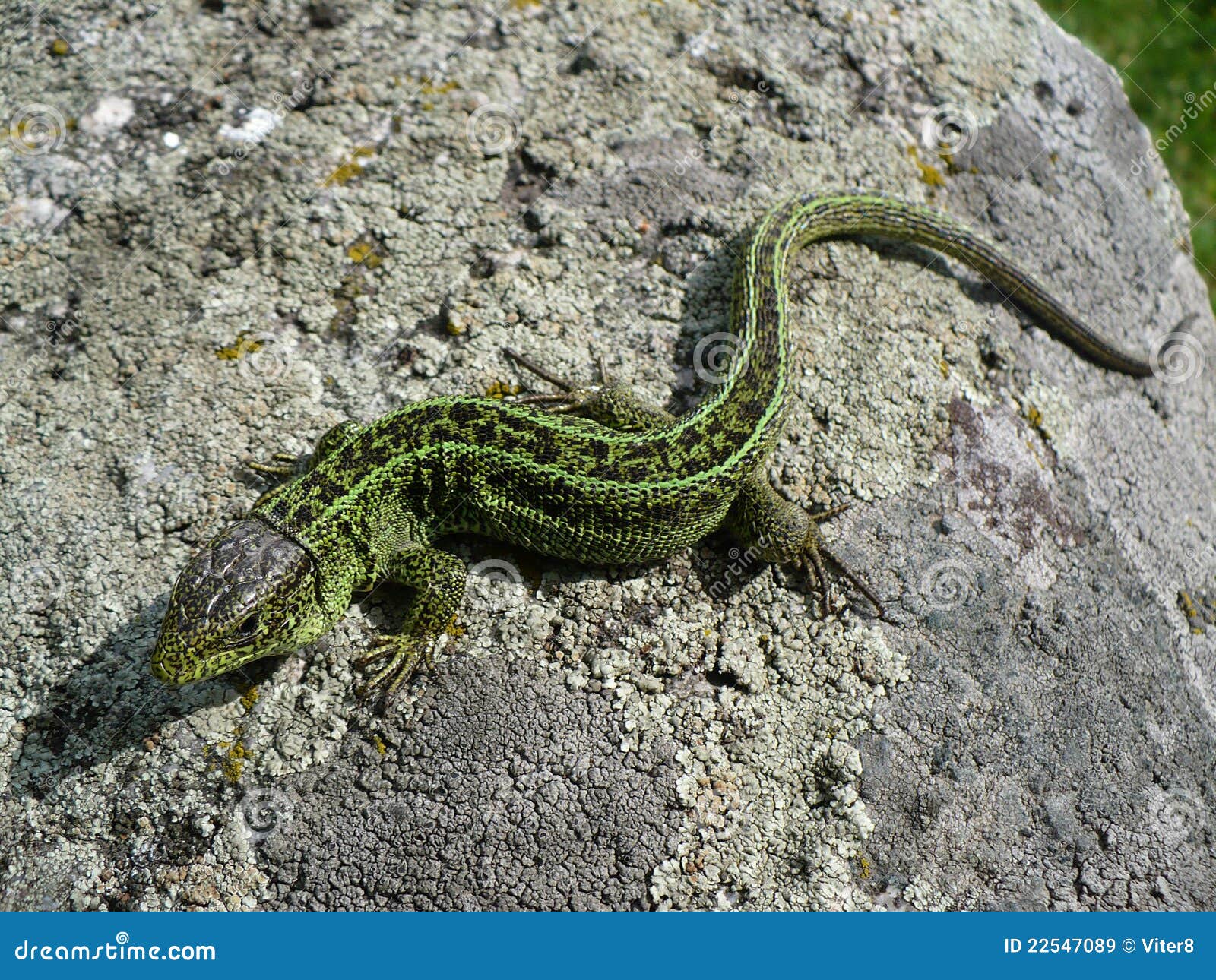 Sand Lizard on the Stone. Top View Stock Image - Image of male, sand ...