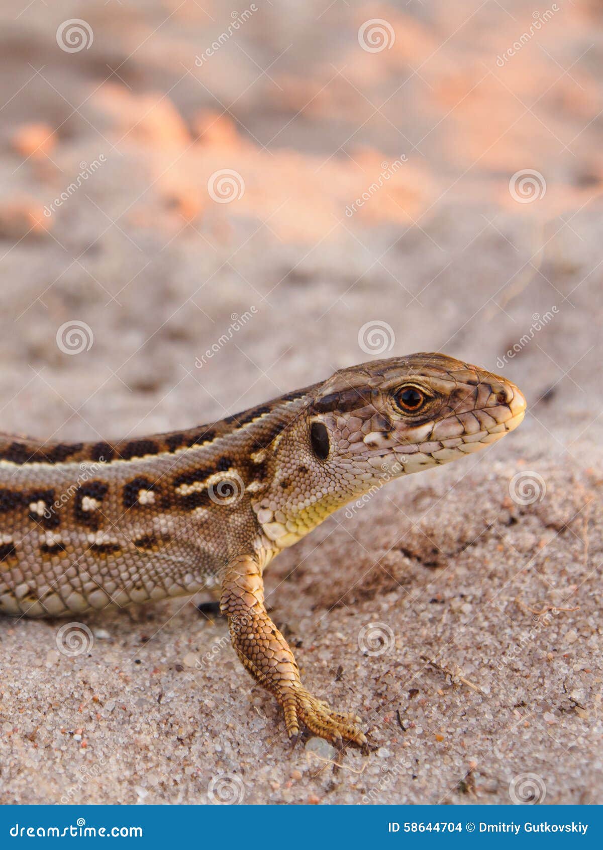 Sand Lizard in the Wild stock photo. Image of coldblooded - 58644704