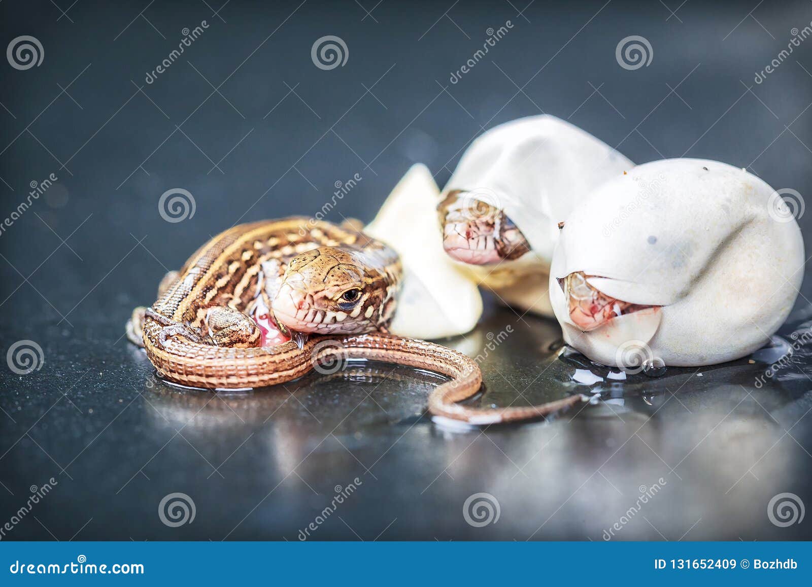 Sand lizards hatching stock image. Image of background - 131652409