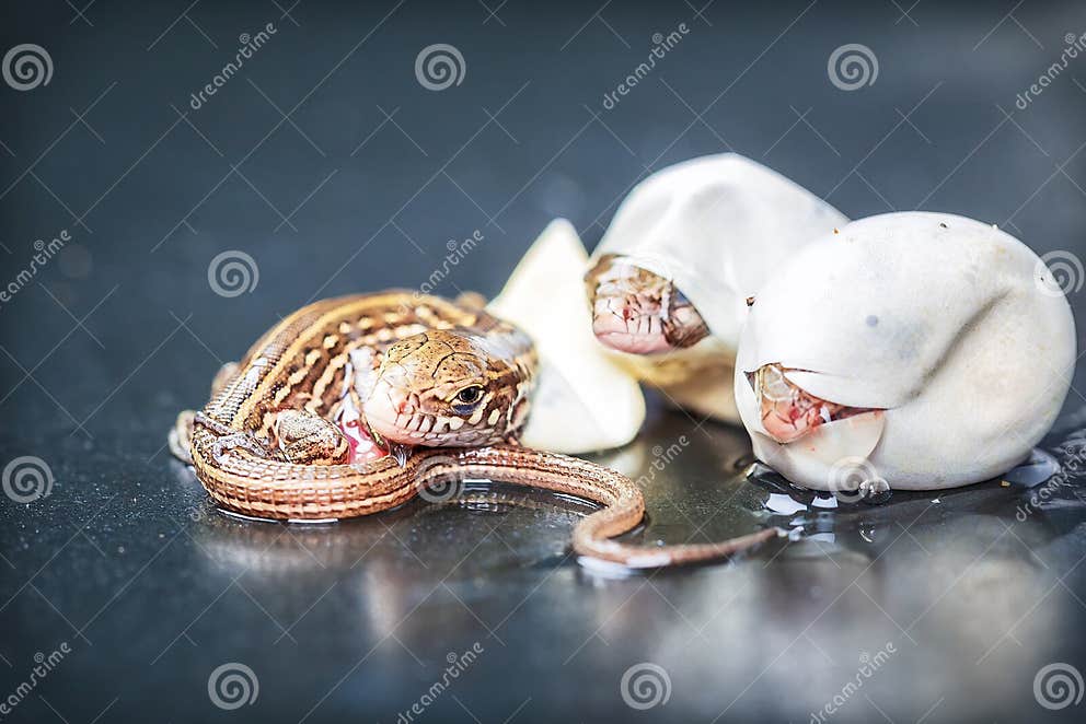 Sand lizards hatching stock image. Image of background - 131652409