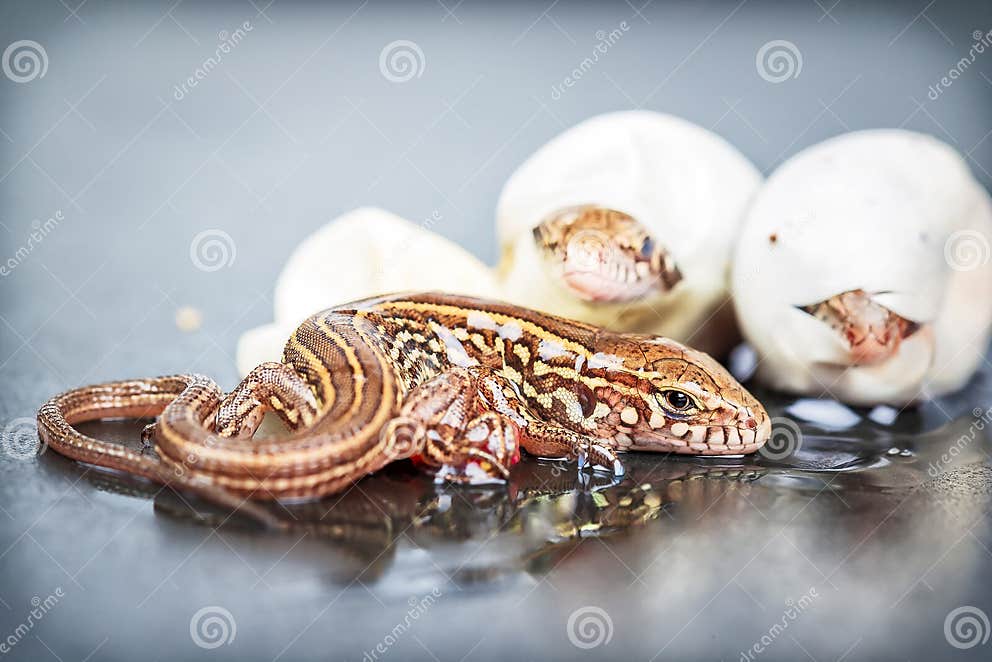 Sand lizards hatching stock photo. Image of lizard, birth - 131652482