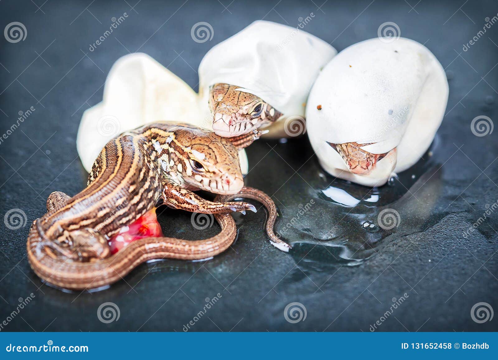 Sand lizards hatching stock photo. Image of lacerta - 131652458