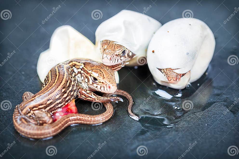 Sand lizards hatching stock photo. Image of lacerta - 131652458