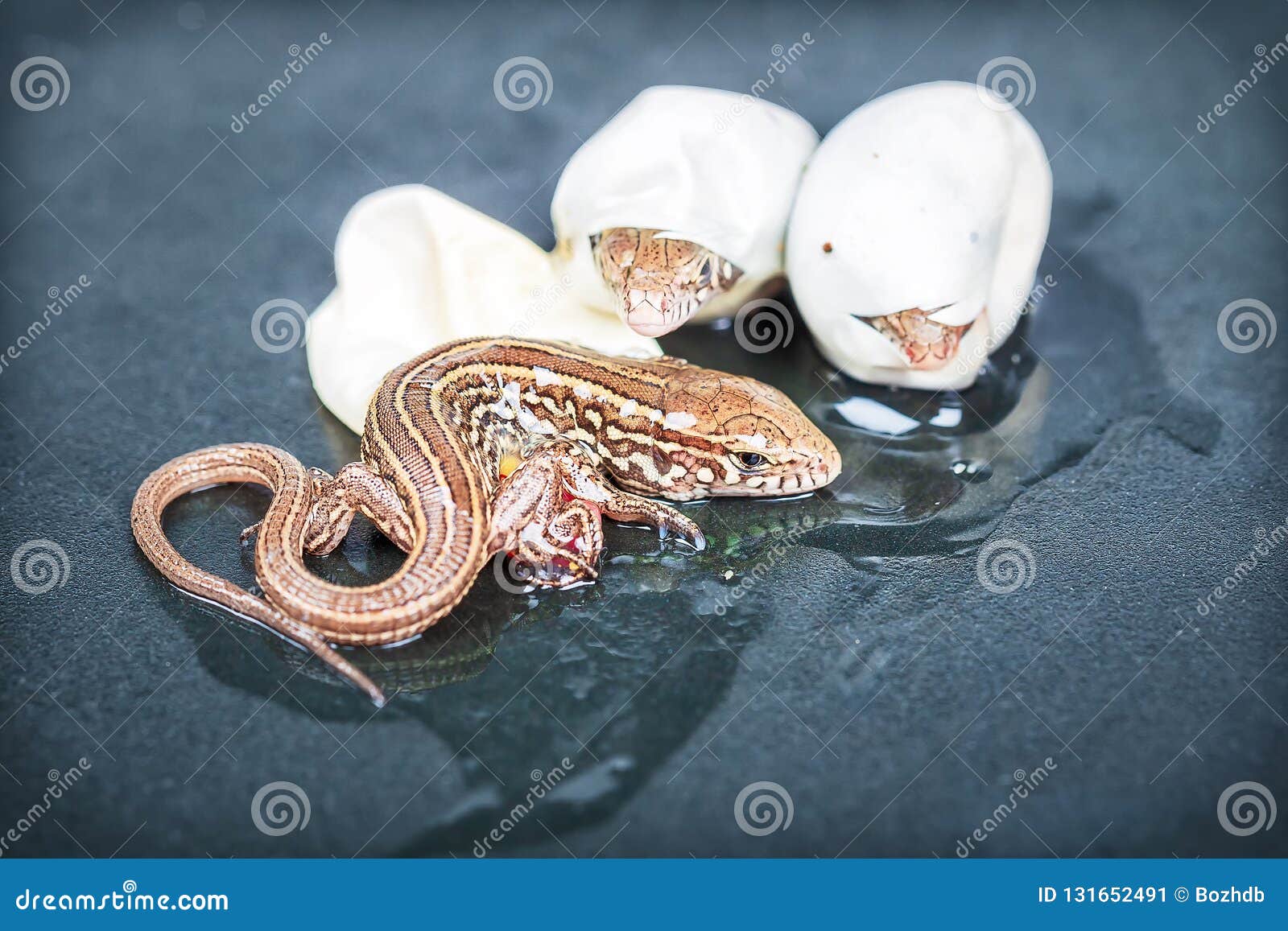 Sand lizards hatching stock image. Image of reptile - 131652491