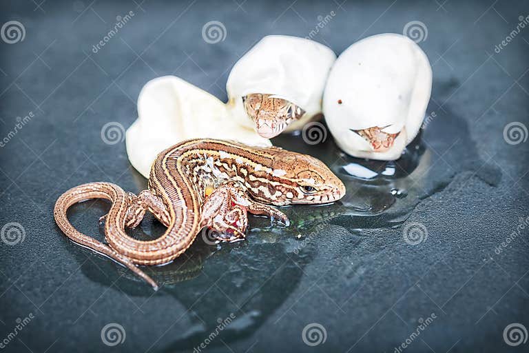 Sand lizards hatching stock image. Image of reptile - 131652491