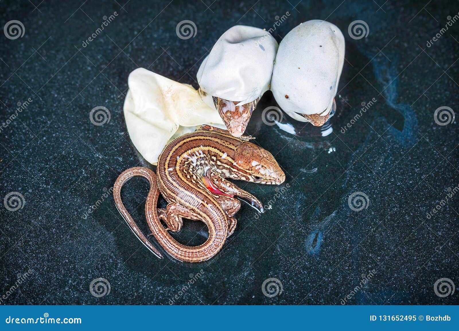 Sand lizards hatching stock image. Image of black, scale - 131652495