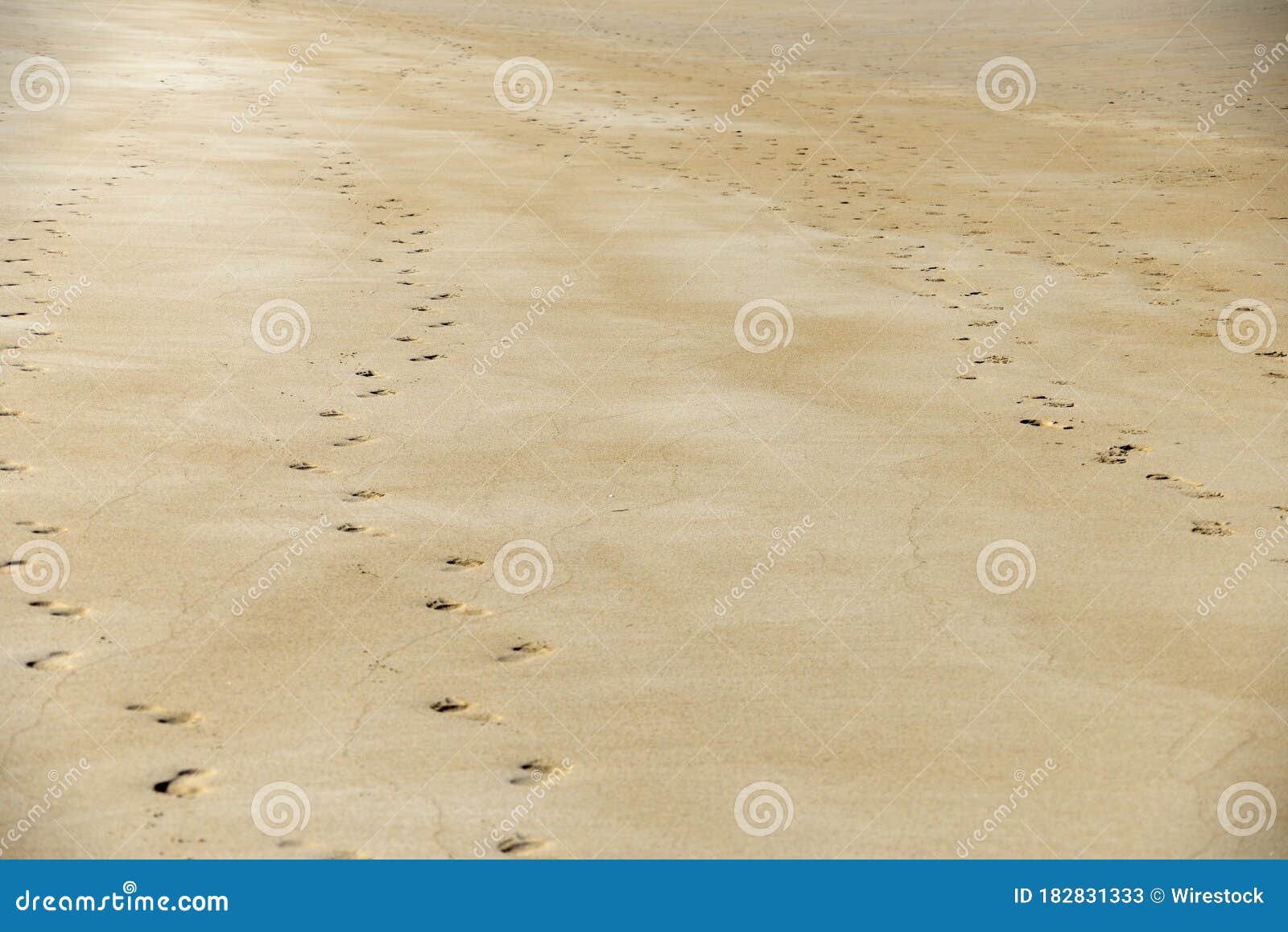 Sand with Many Footsteps during Daytime Stock Image - Image of swimming ...