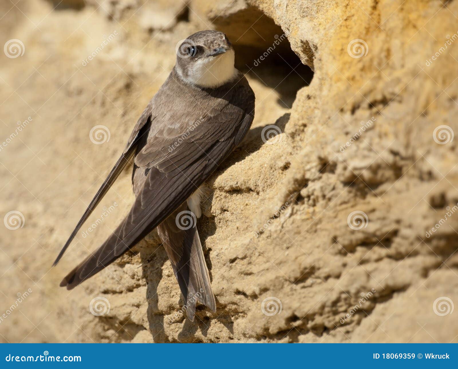 Sand martin stock image. Image of passeres, riparia, martin - 18069359