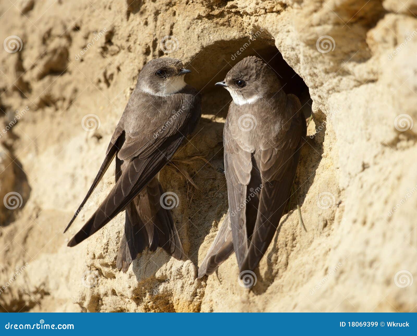 Sand martin stock image. Image of migratory, passeriformes - 18069399