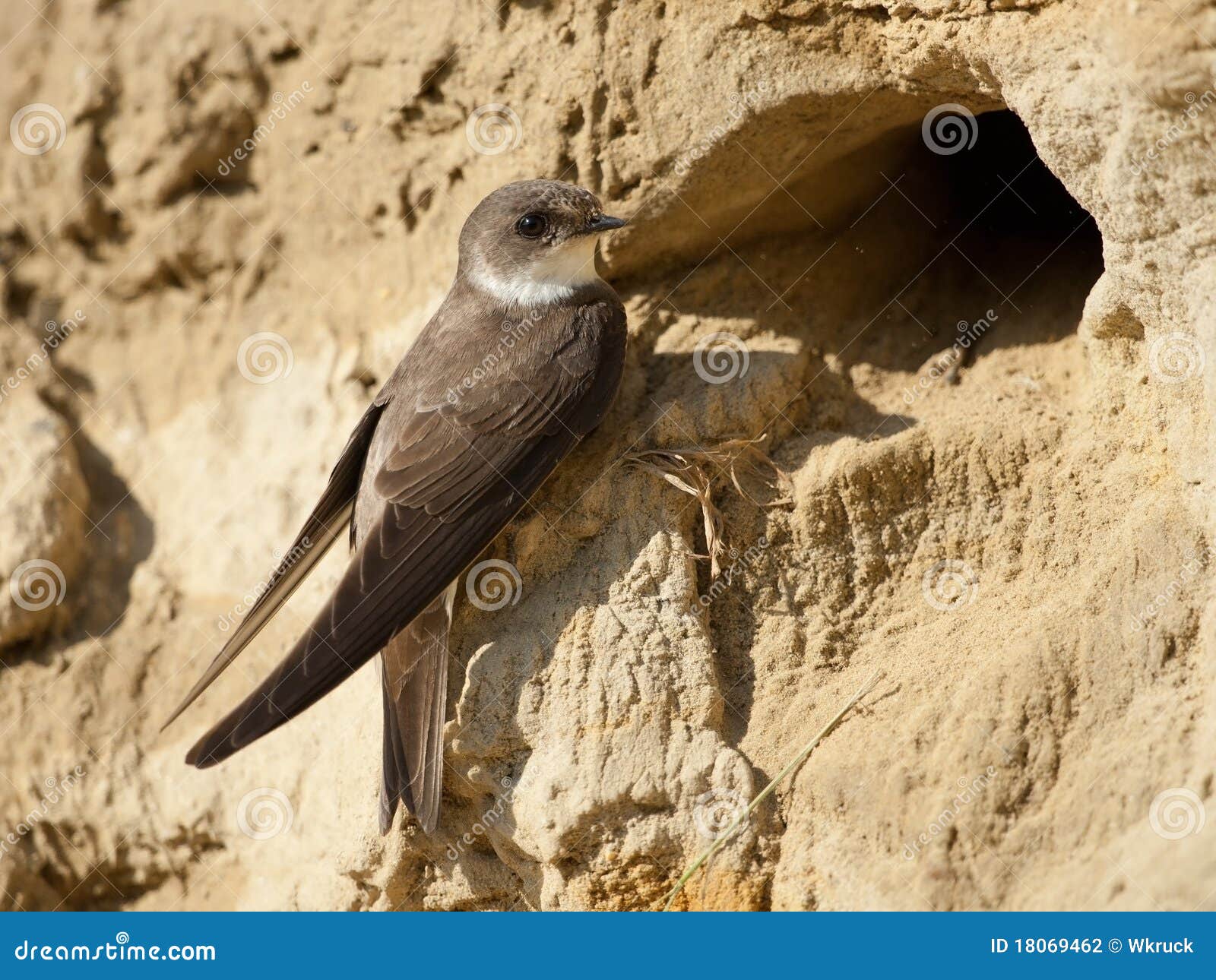 Sand martin stock photo. Image of passeriformes, hirundinidae - 18069462