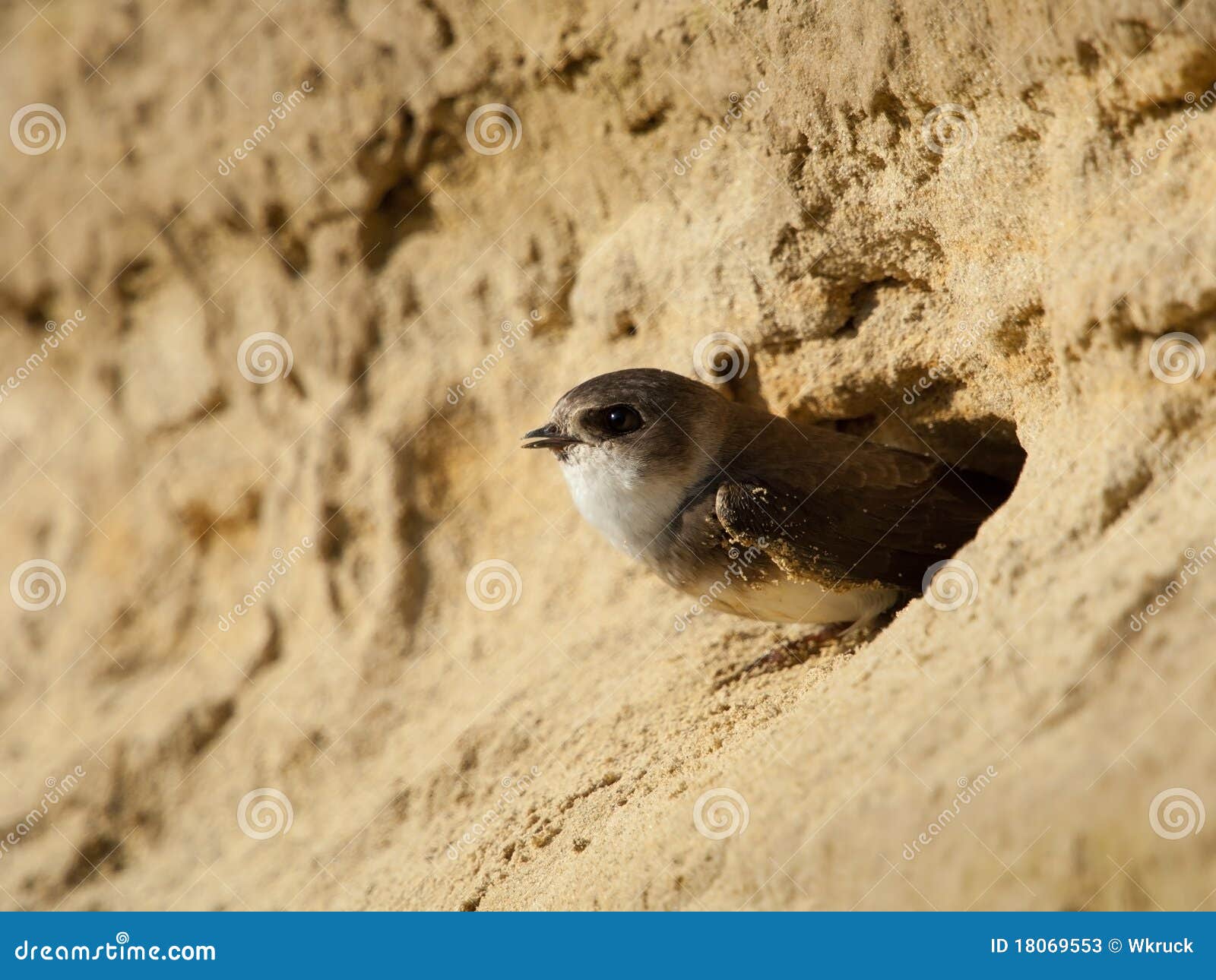 Sand martin stock image. Image of hirundinidae, passeres - 18069553