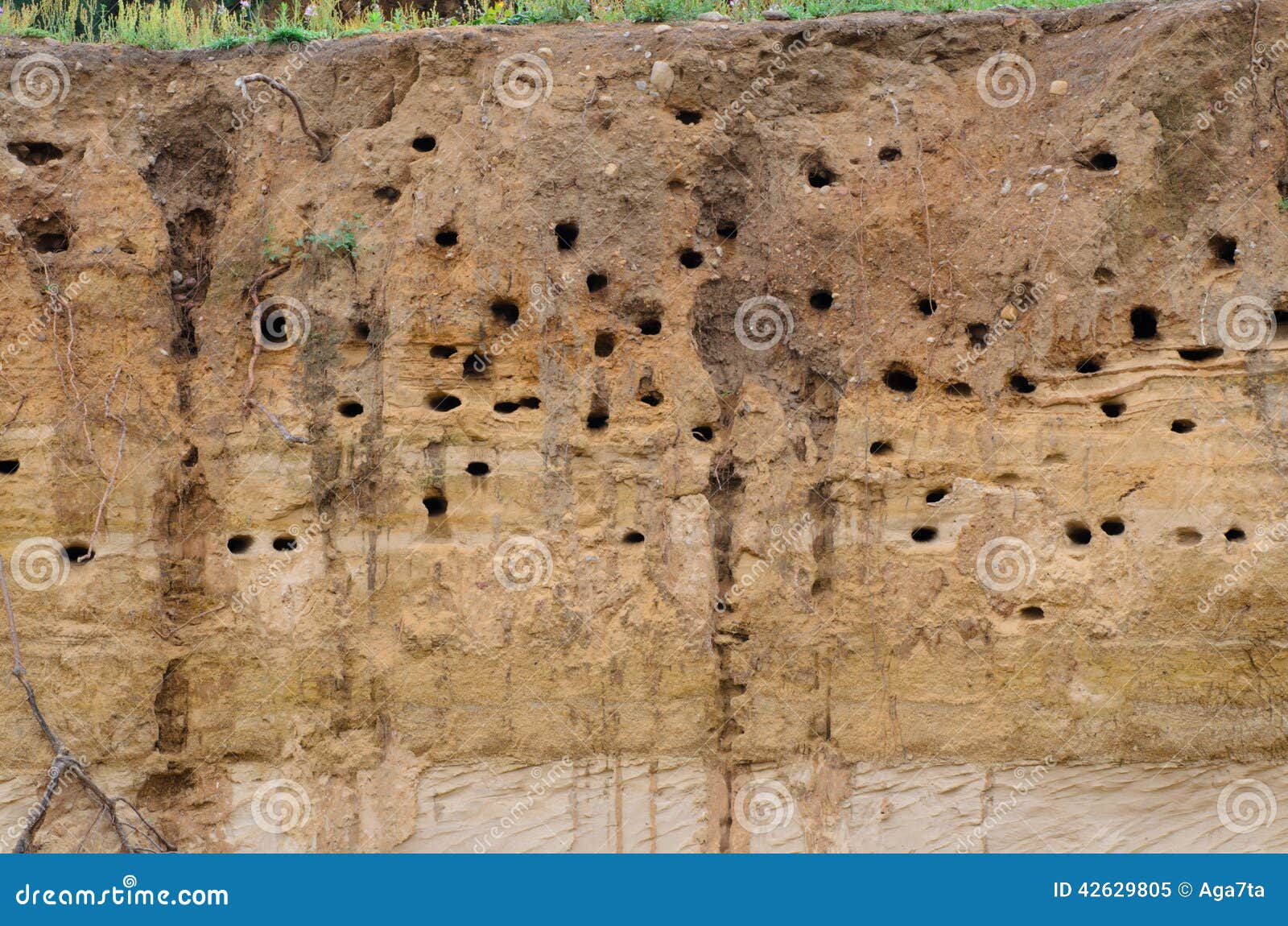 Sand Martin Breeding Colony Stock Image - Image of wildlife ...