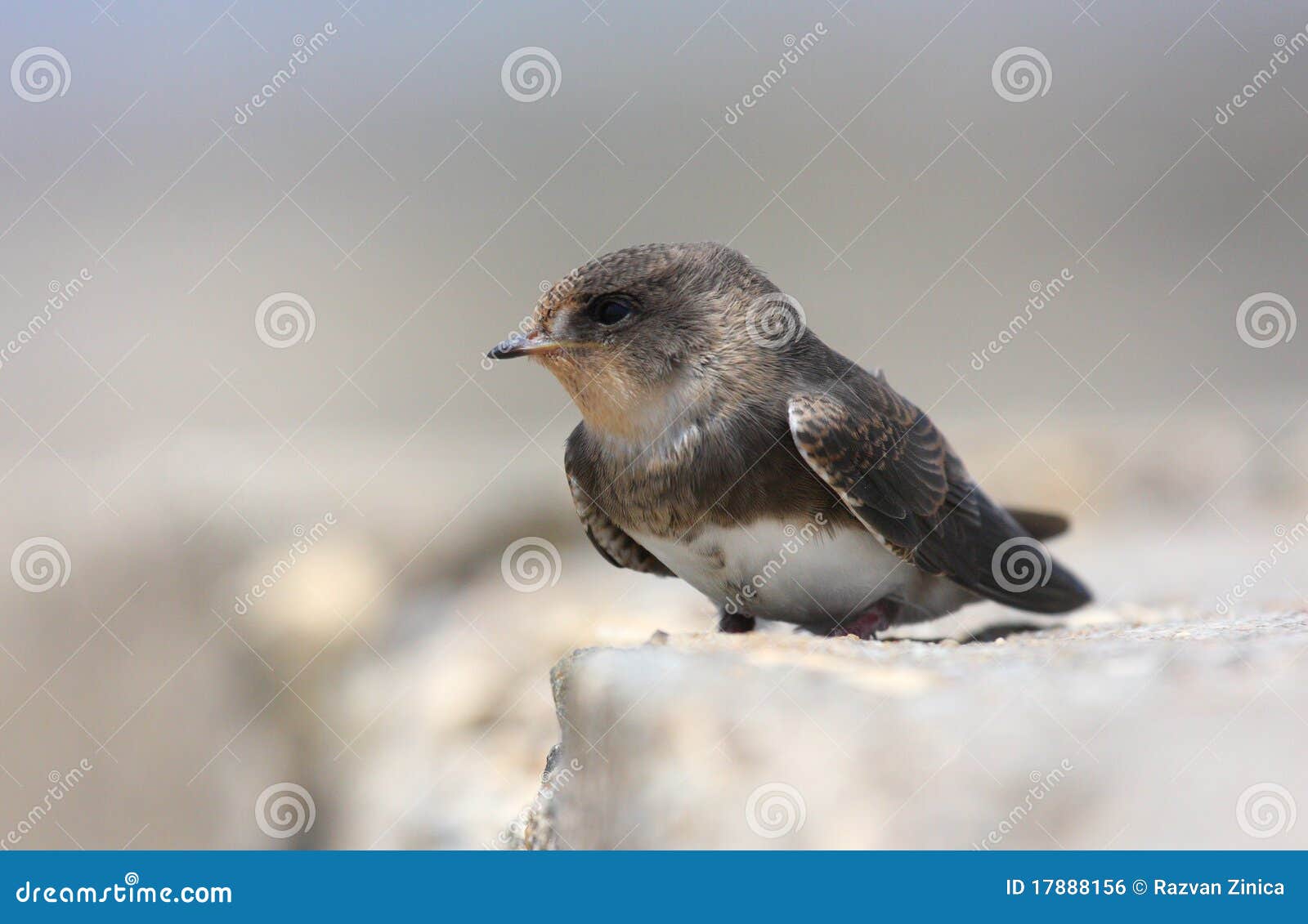 Sand martin close up stock photo. Image of ornithology - 17888156
