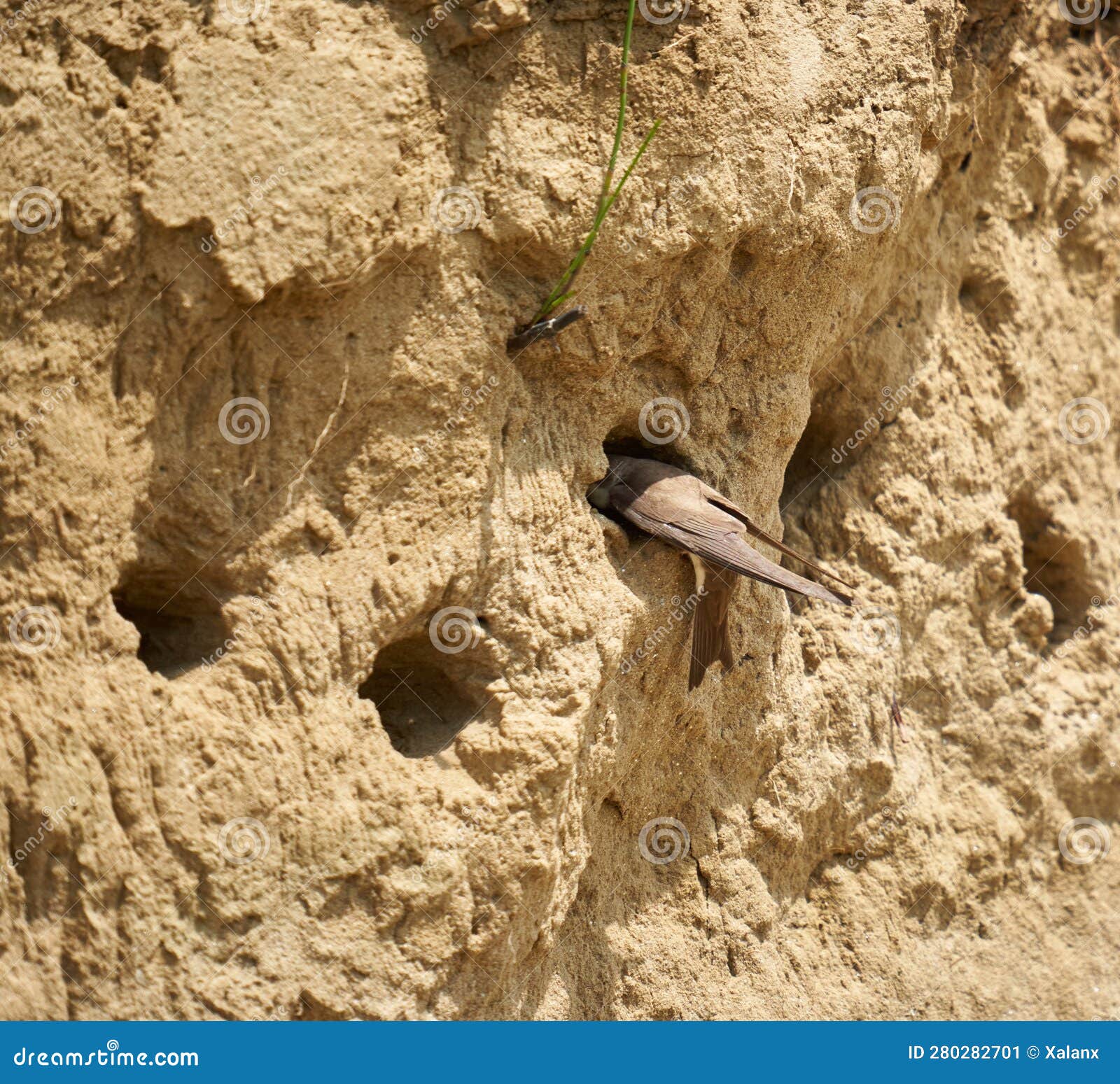 Sand Martin Colony in a River Bank Stock Image - Image of burrow, male ...