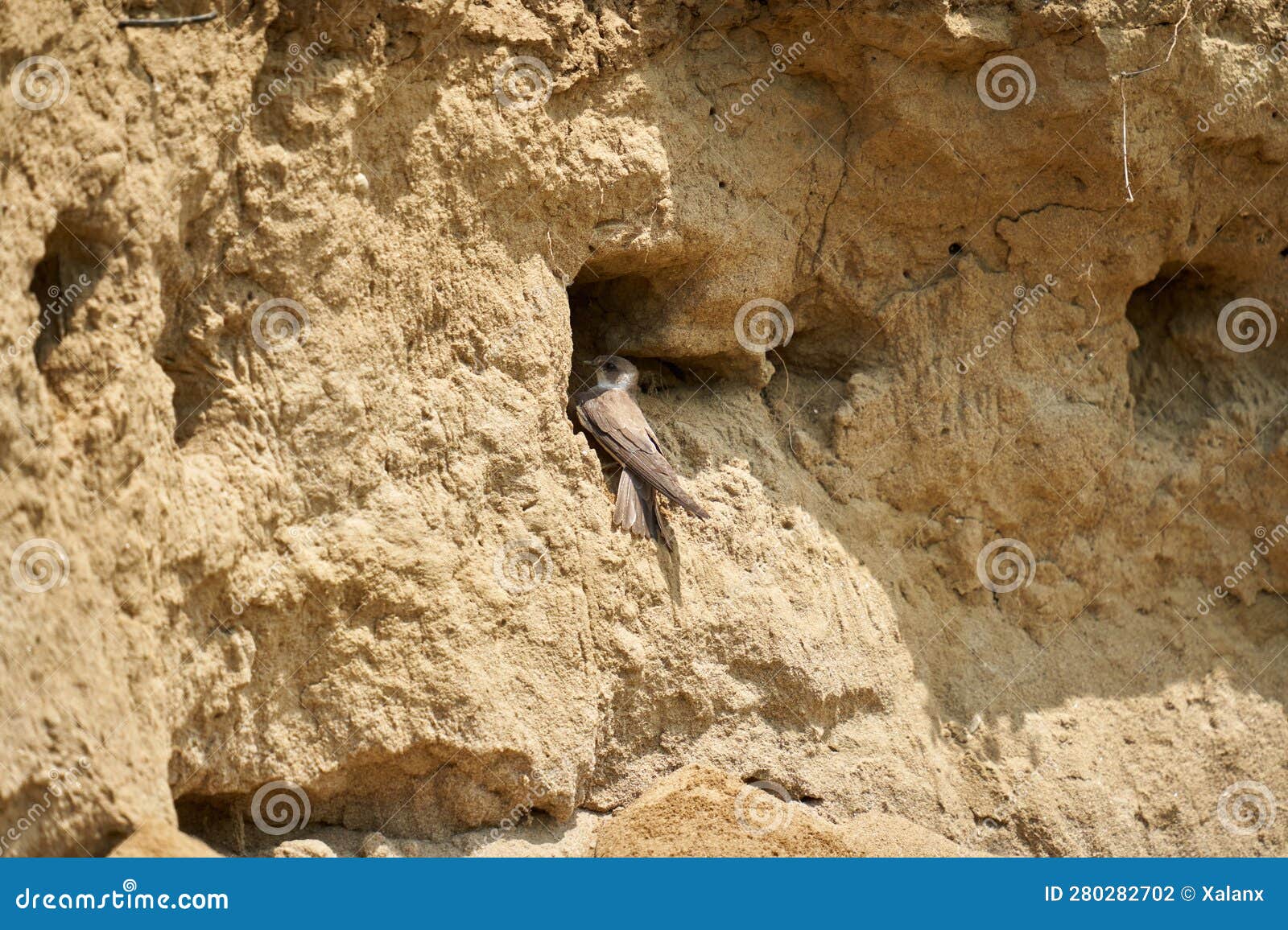Sand Martin Colony in a River Bank Stock Photo - Image of male, feather ...