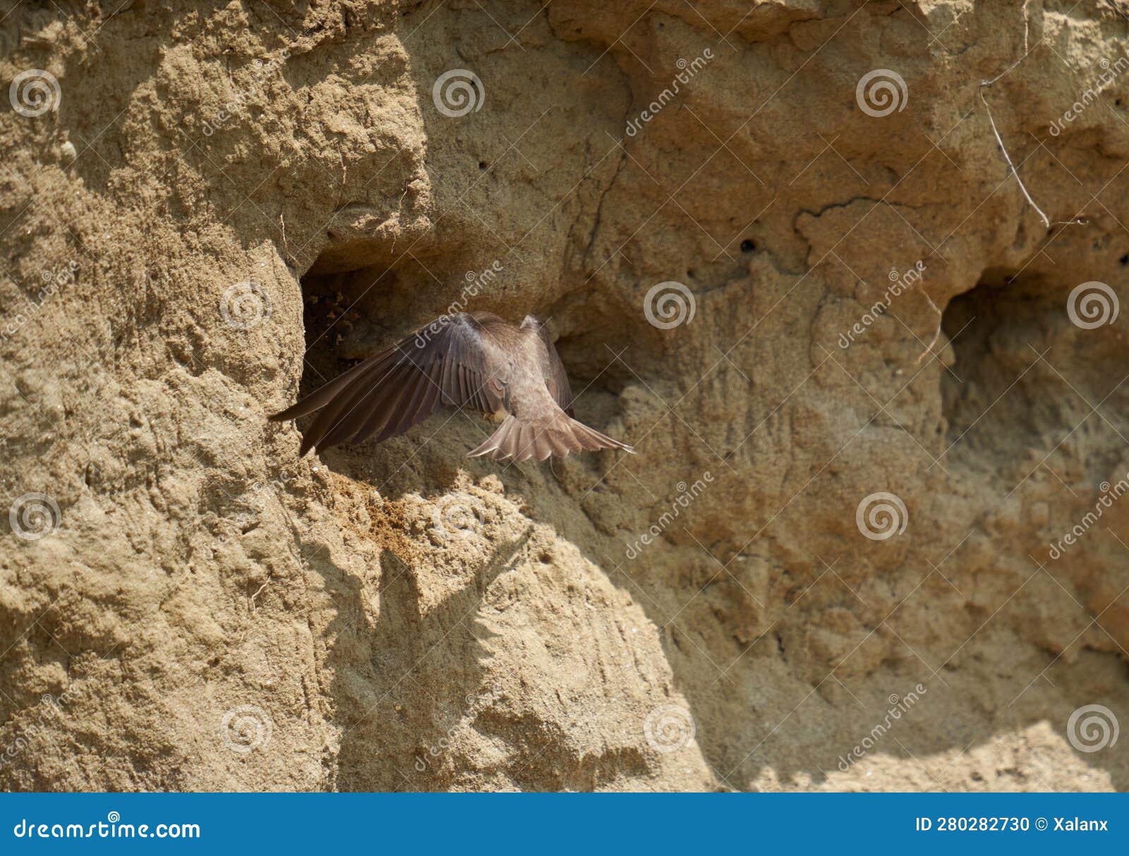 Sand Martin Colony in a River Bank Stock Photo - Image of wildlife ...