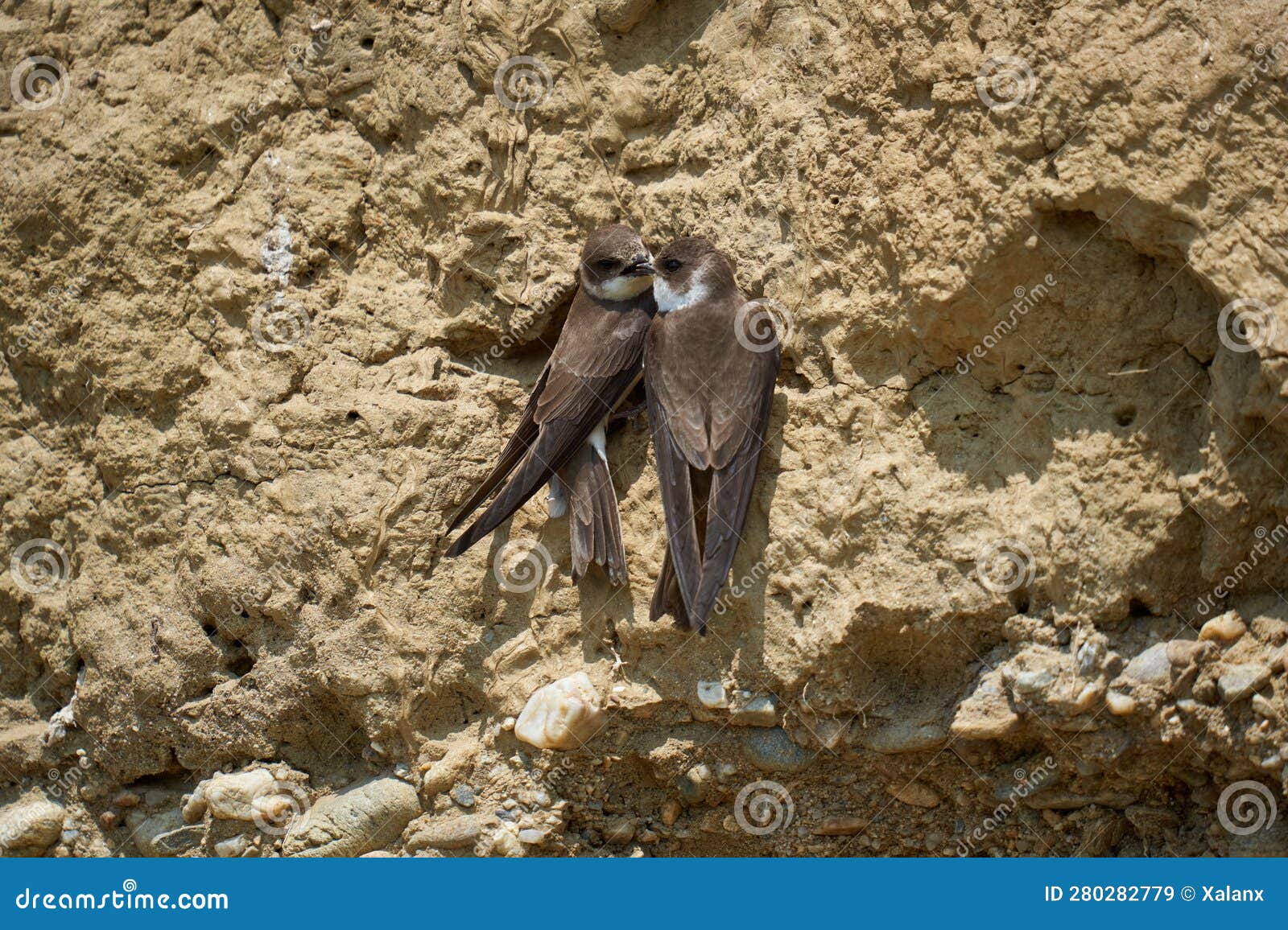 Sand Martin Colony in a River Bank Stock Image - Image of closeup ...