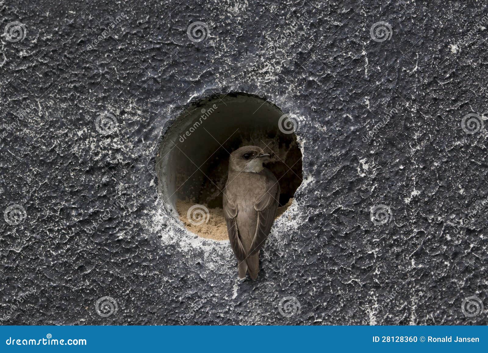 Sand Martin for the Entrance of His Nest Stock Photo - Image of ...
