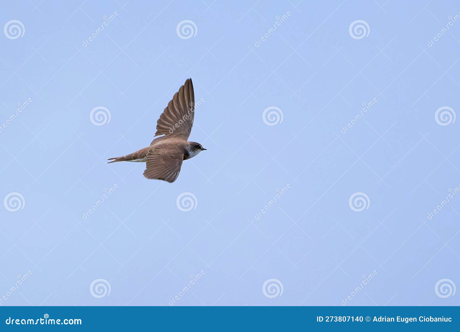 Sand Martin in Flight Above the Water Stock Photo - Image of branch ...