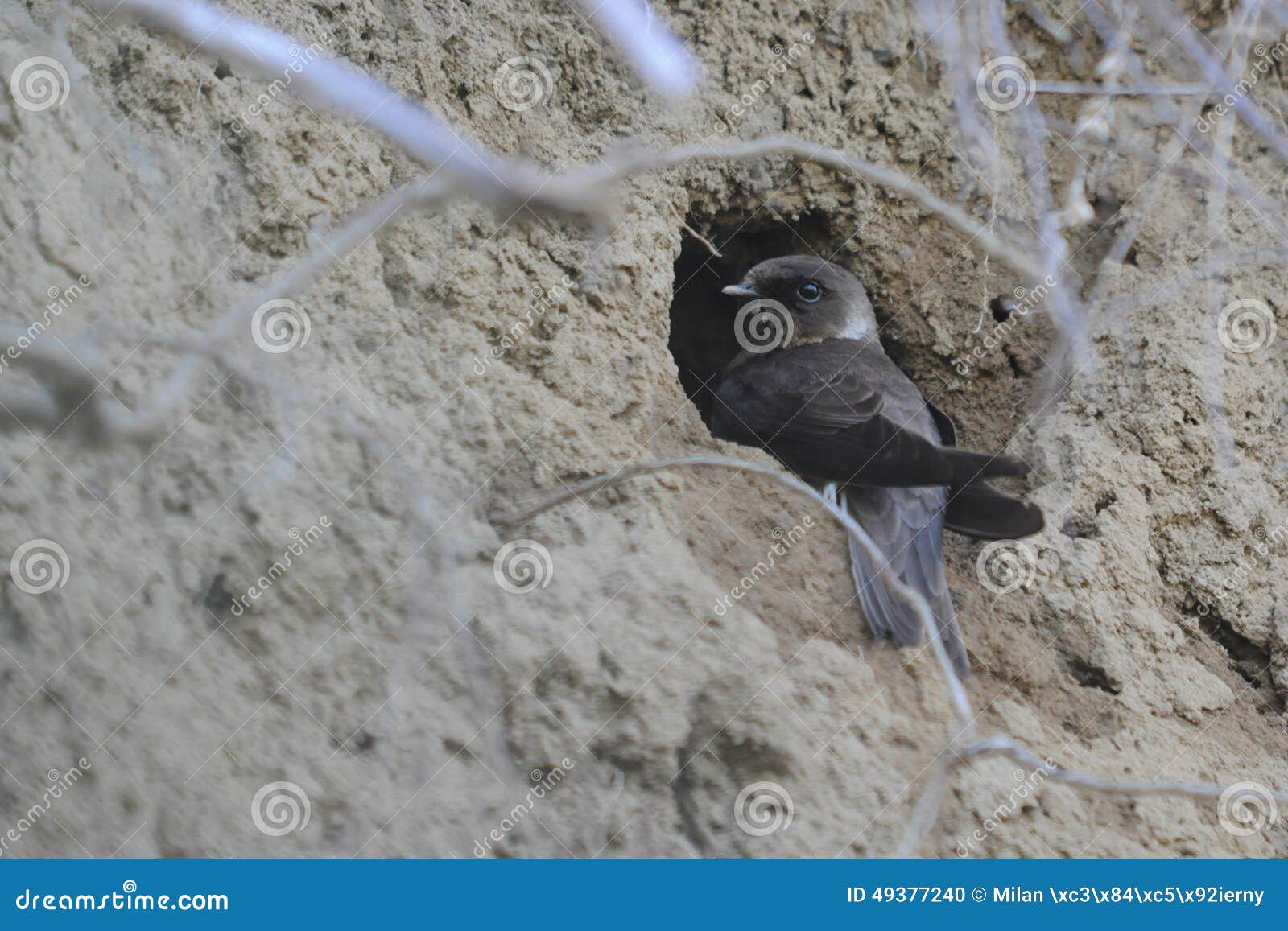 Sand martin stock photo. Image of nest, martin, animal - 49377240