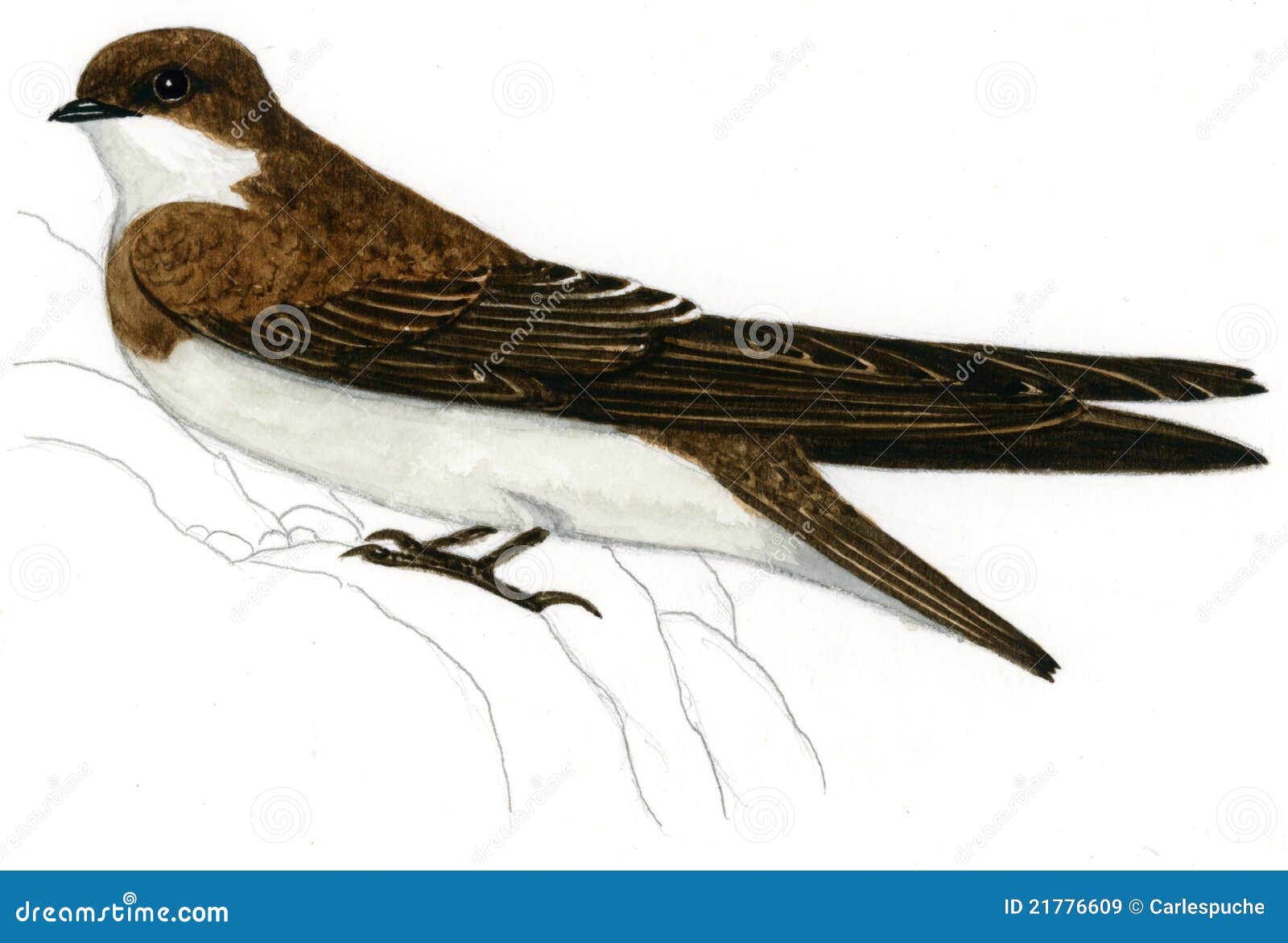Sand Martin on a Rock (Riparia Riparia) Stock Illustration ...