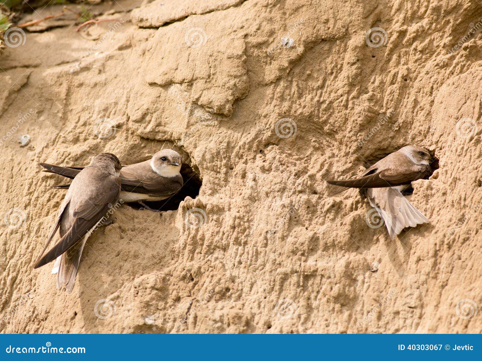Sand-martins stock image. Image of earth, ground, colorful - 40303067