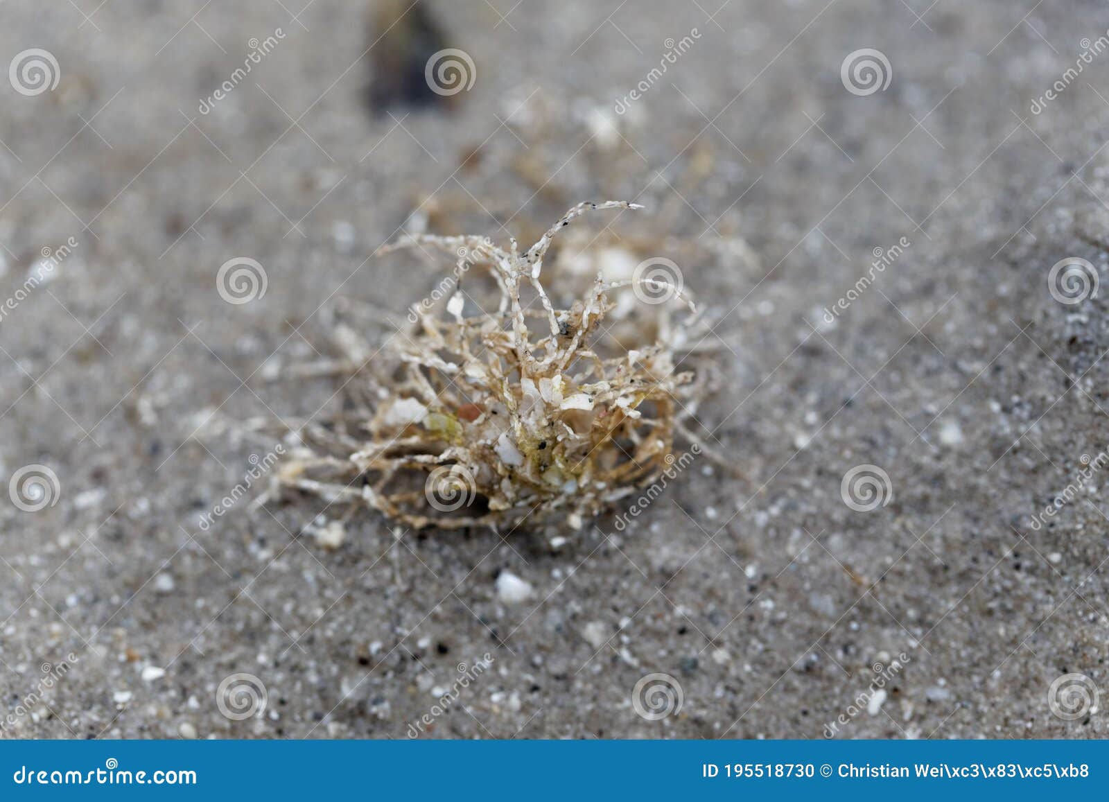 A Sand Mason Worm, Lanice Conchilega Stock Photo - Image of maritime ...